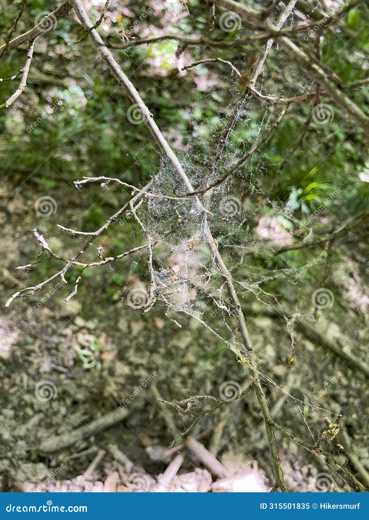 Spider Web Moth On Young Plants, Bushes Trees, Trunks Continuous Cobweb ...