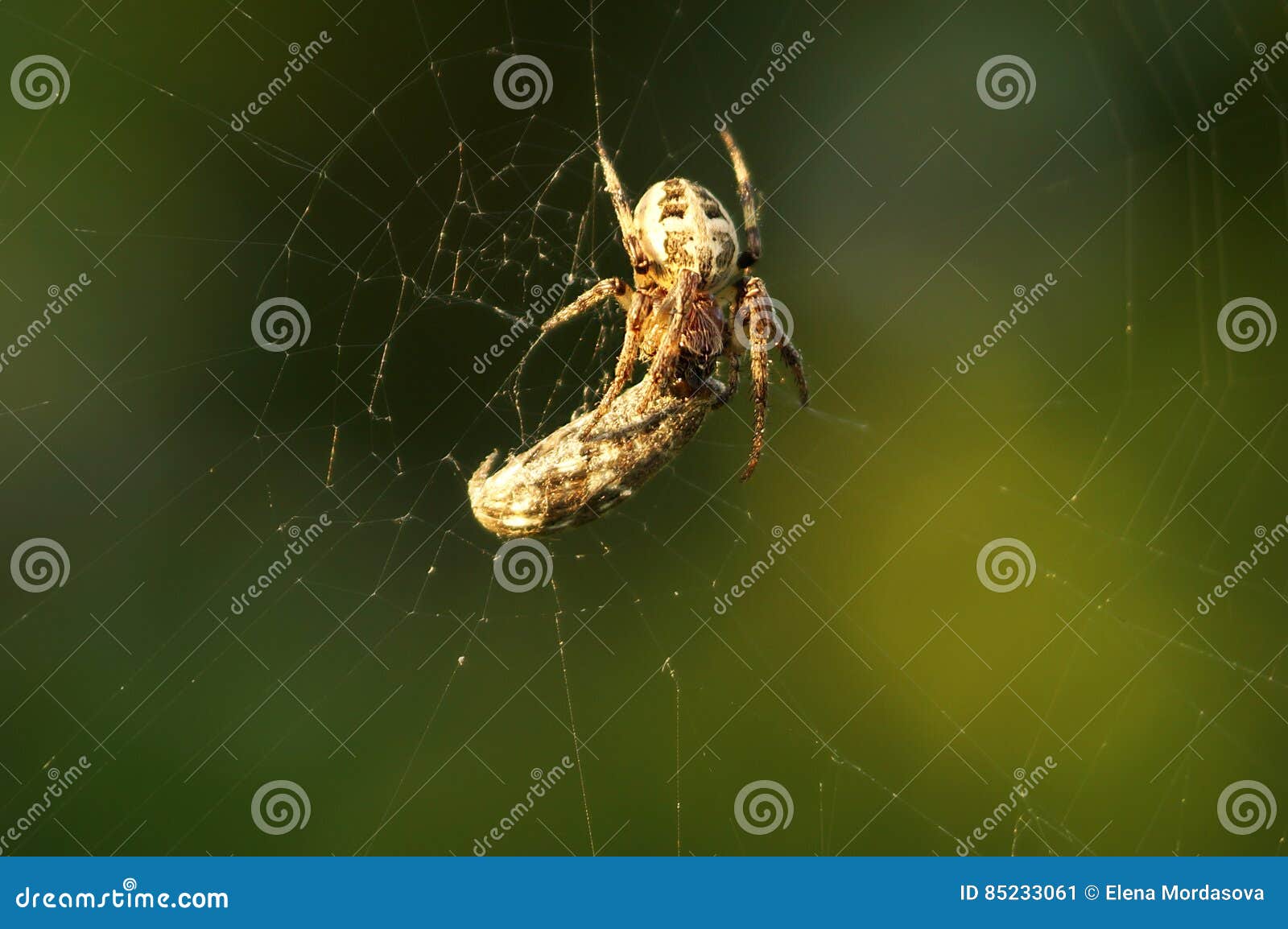 Spider Web Moth On Young Plants, Bushes Trees, Trunks Continuous Cobweb ...