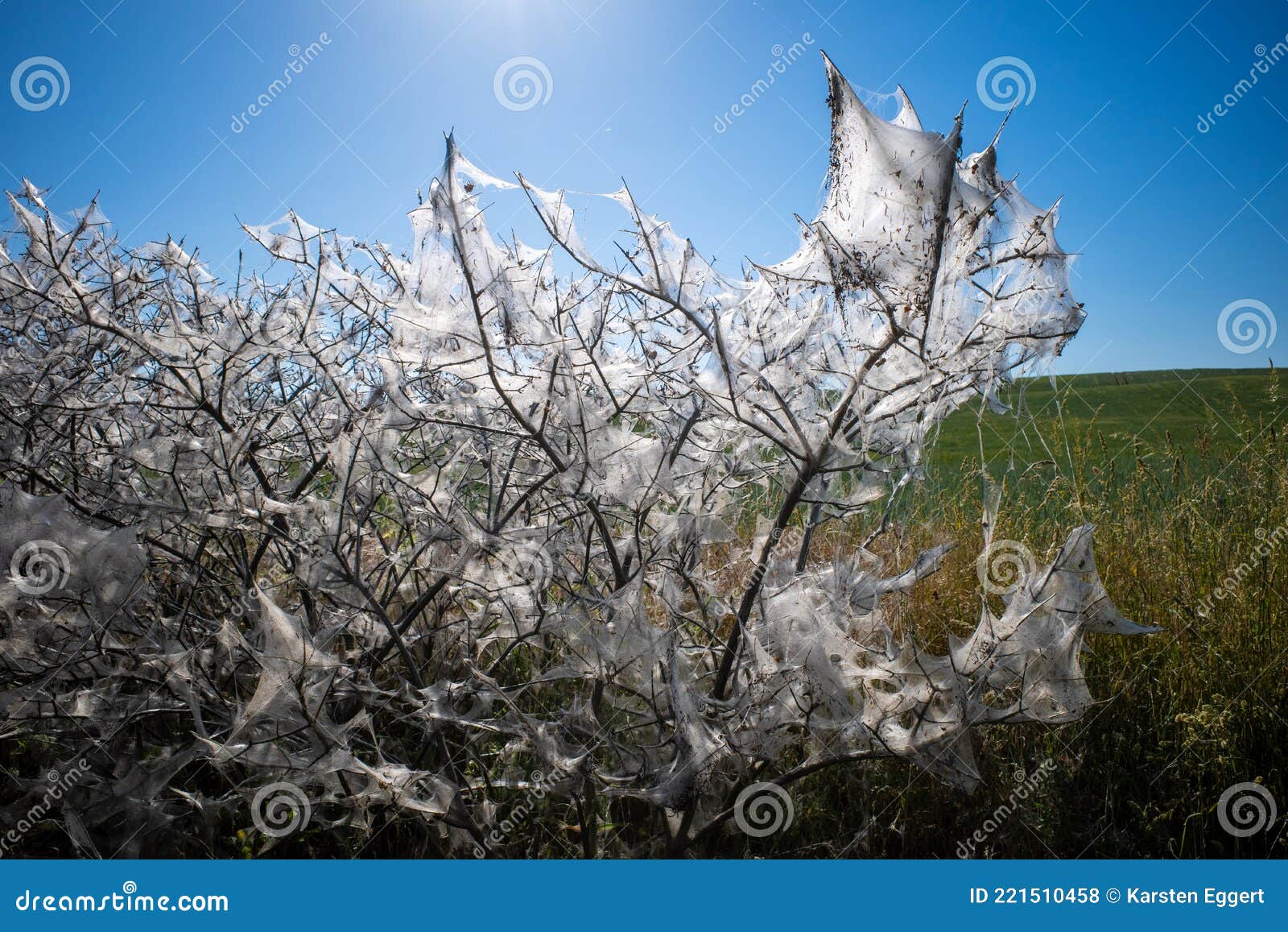 Spider Moth On A Bare Bush In The Forest Royalty-Free Stock Photography ...