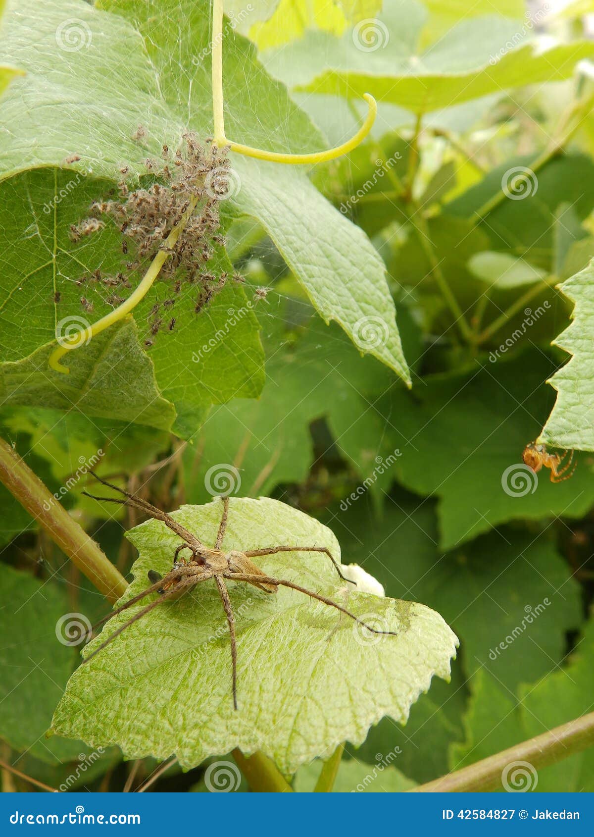 Spider mother eating stock image. Image of hunter, animal - 42584827
