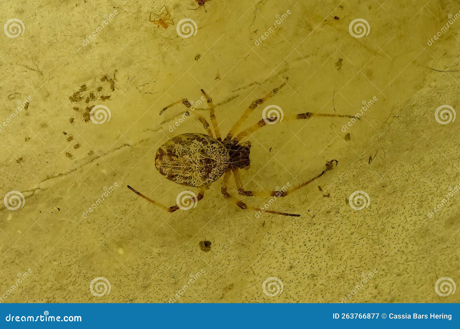 Spider Mother and Little Spiders. Stock Image - Image of dangerous ...