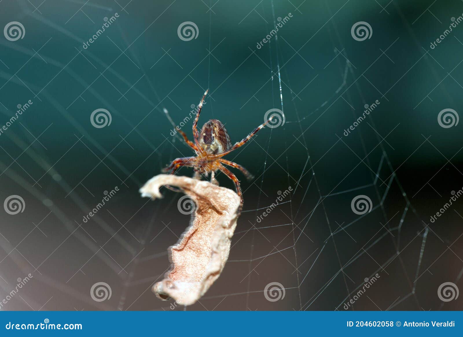 Spider moving in its web. stock photo. Image of diadematus - 204602058