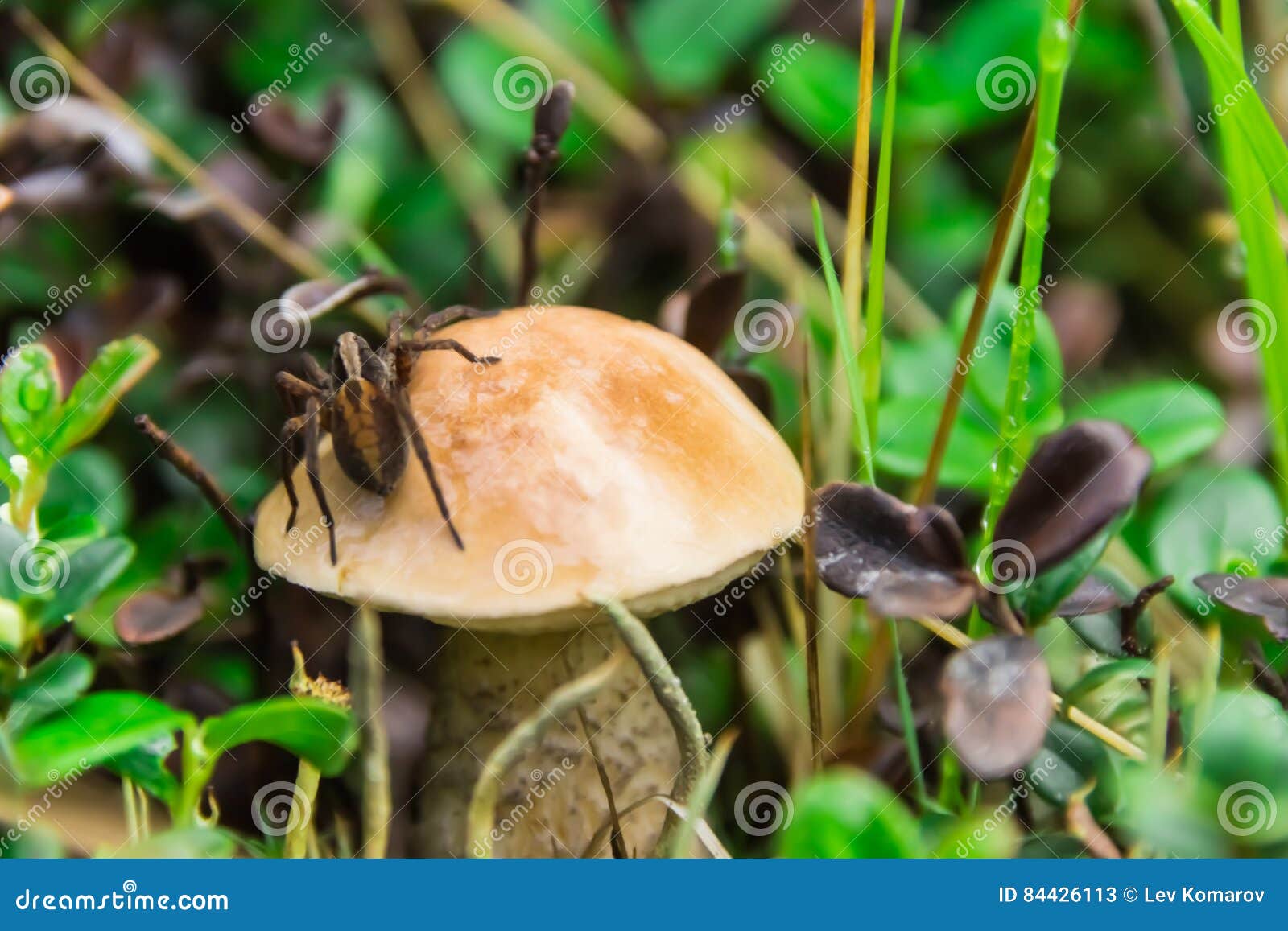 Spider on a mushroom stock image. Image of closeup, mushroom - 84426113
