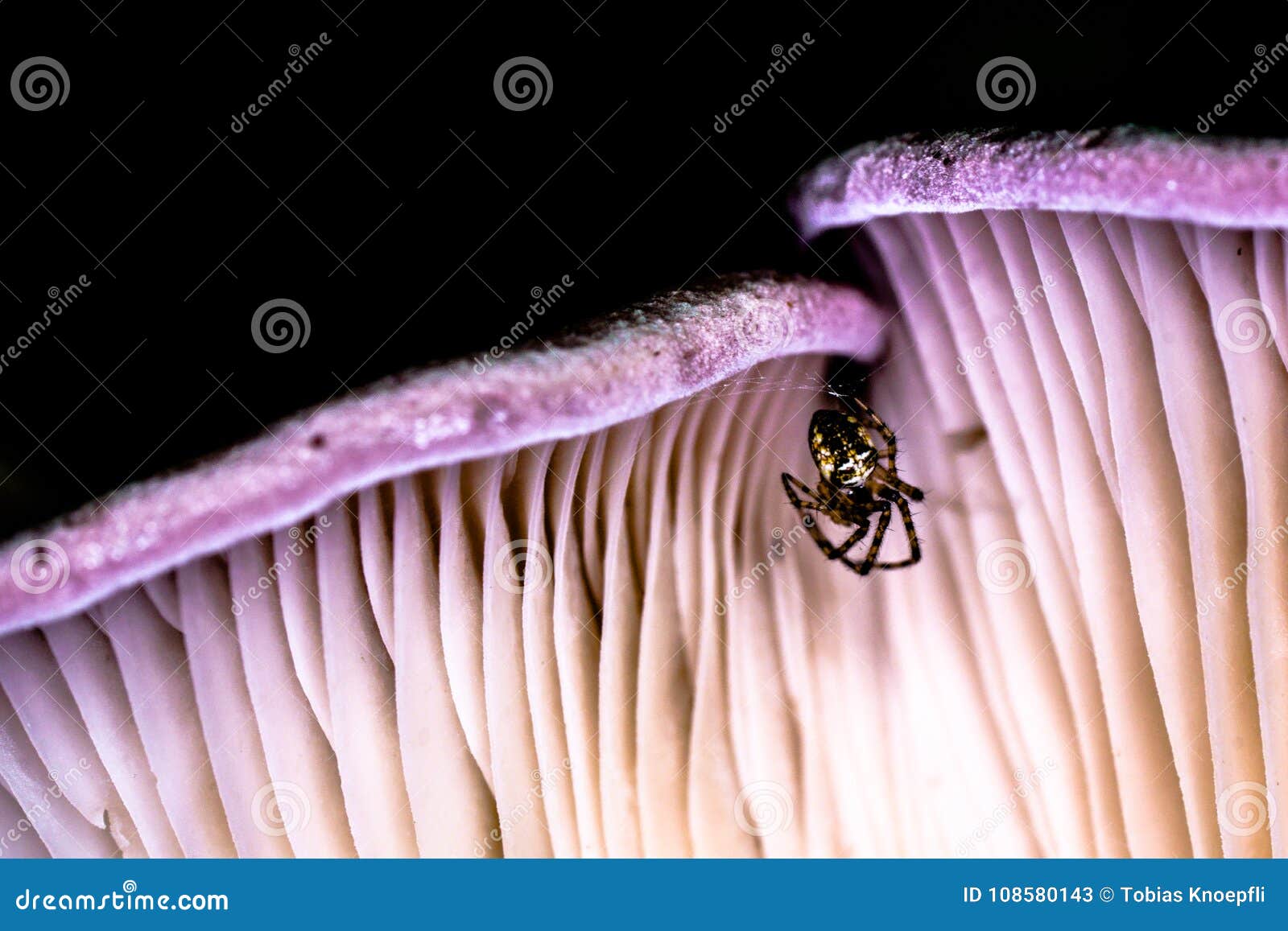 Spider on a Mushroom stock image. Image of purple, spider - 108580143