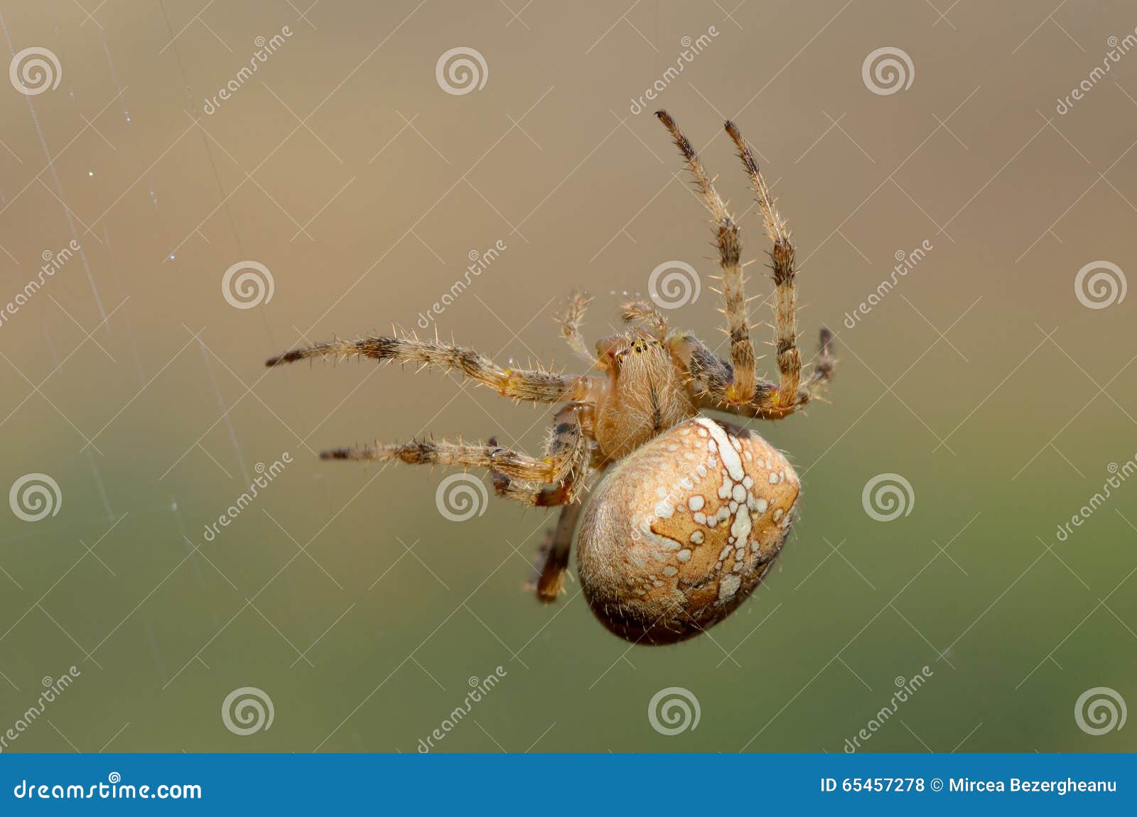Spider in natural habitat stock photo. Image of arachnid - 65457278