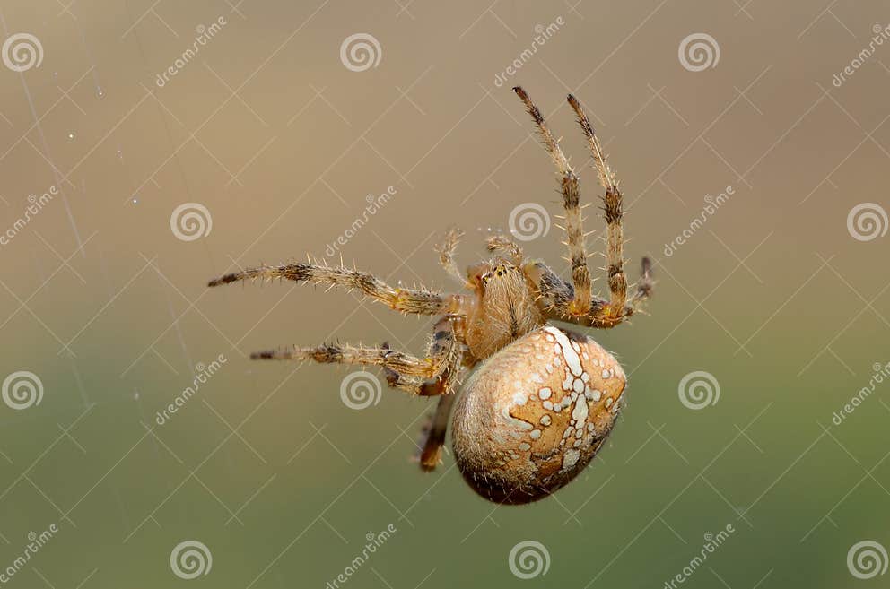 Spider in natural habitat stock photo. Image of arachnid - 65457278