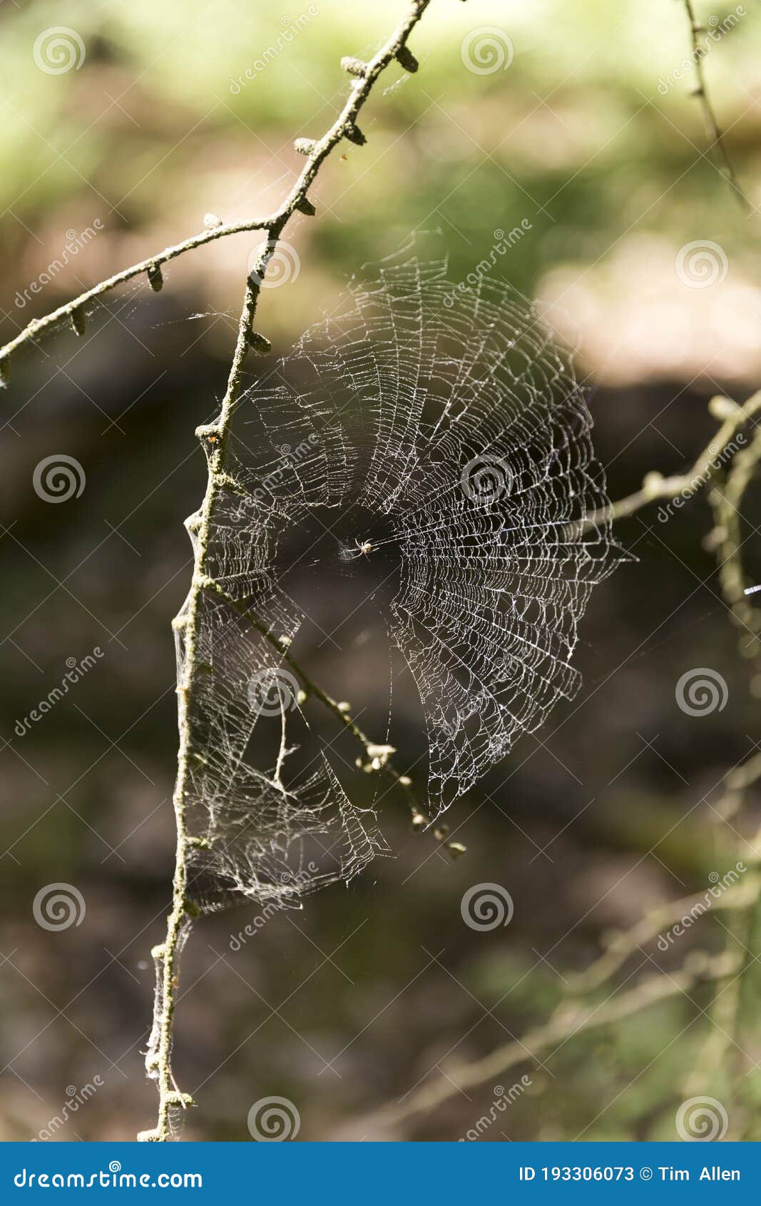 Sunbathed Spider Web Broken from Wind Damage Stock Image - Image of ...