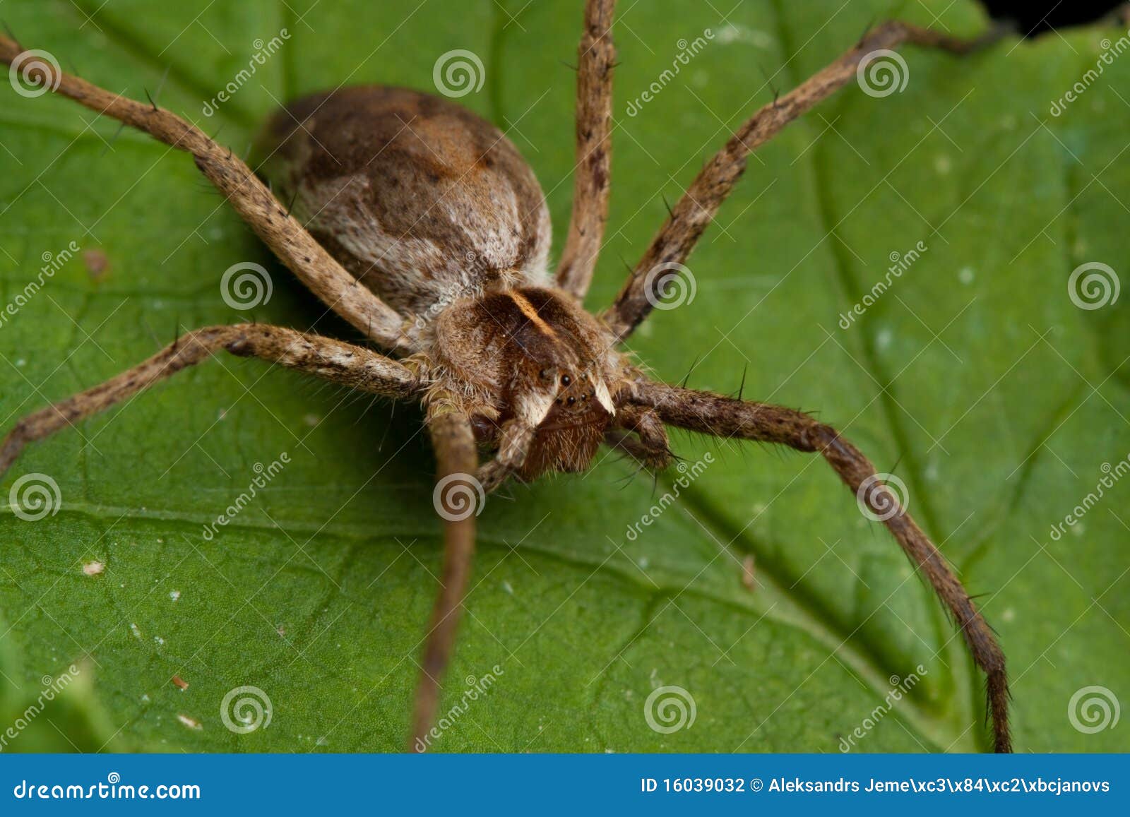 Spider in nature stock photo. Image of green, wildlife - 16039032