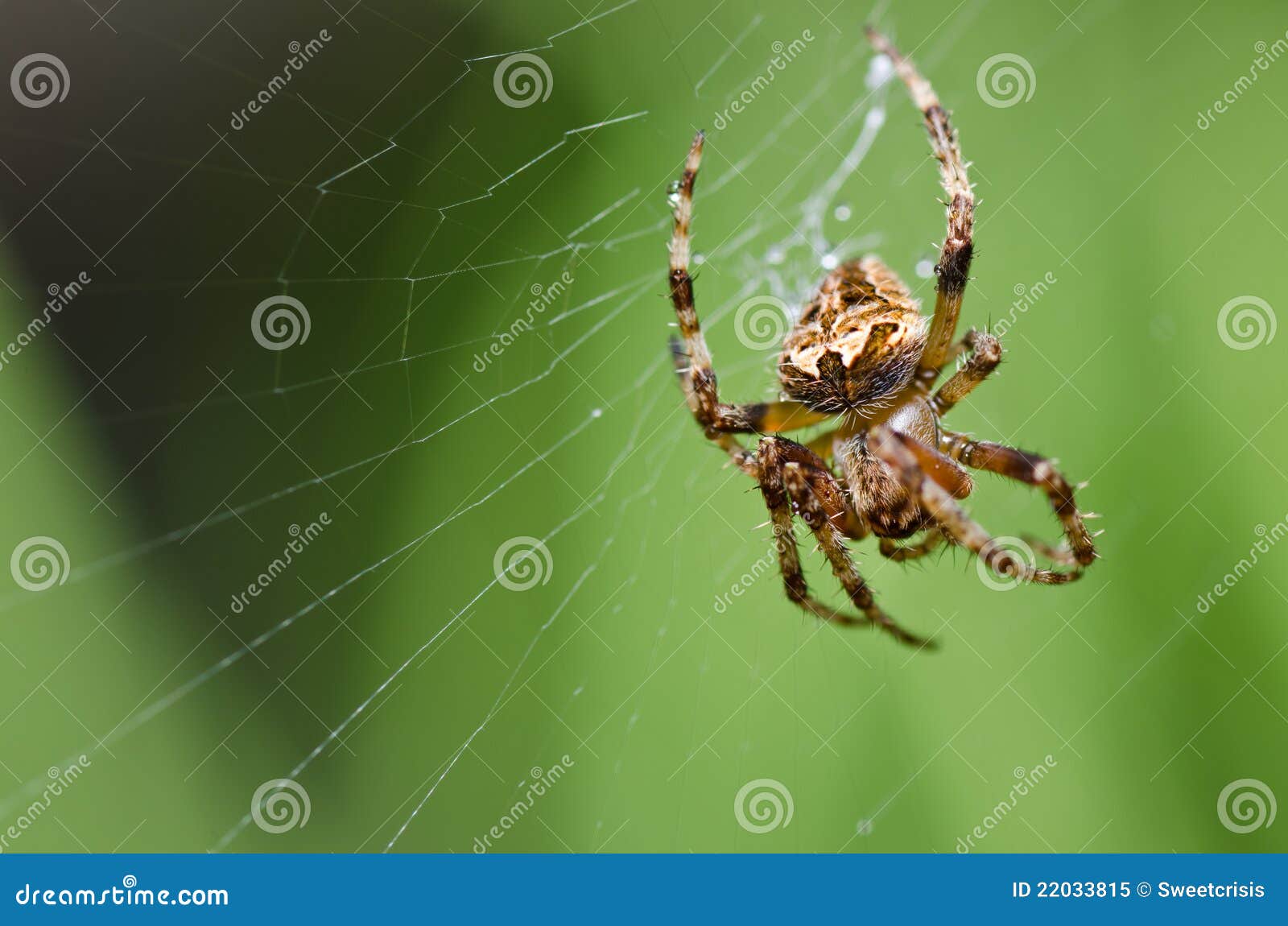 Spider in nature stock image. Image of spring, wildlife - 22033815
