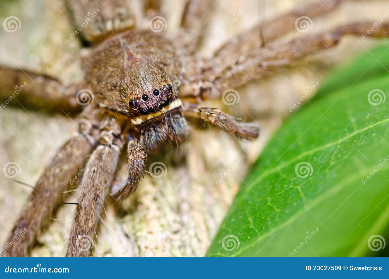 Spider in nature stock image. Image of legs, macro, circle - 23027509