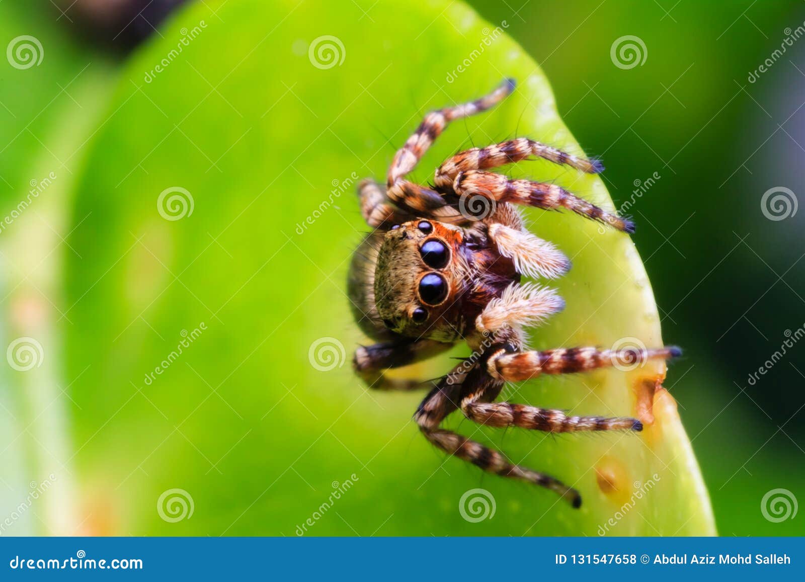 Spider in nature stock photo. Image of environment, invertebrate ...