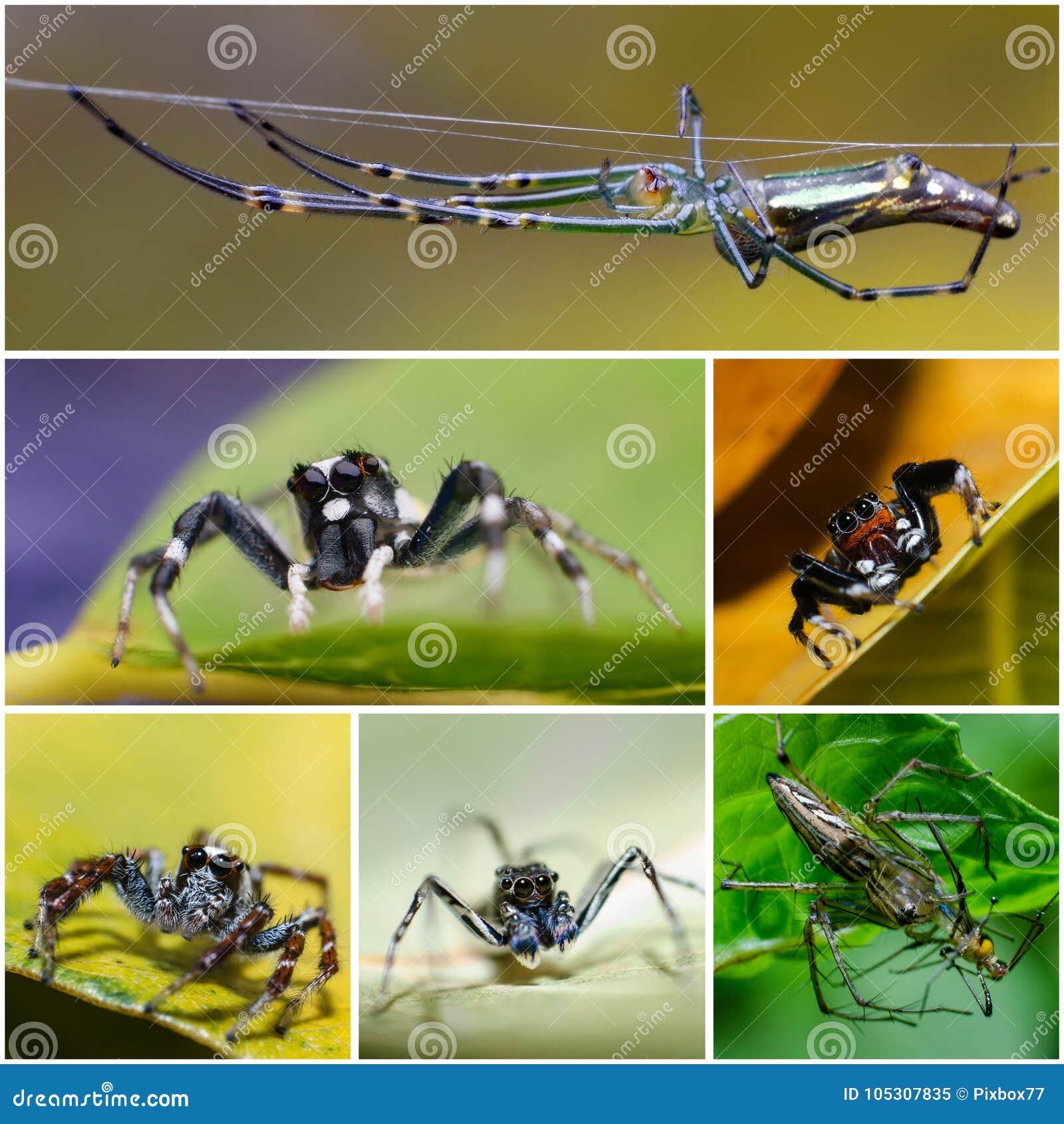 Spider in nature, Collage stock image. Image of nature - 105307835