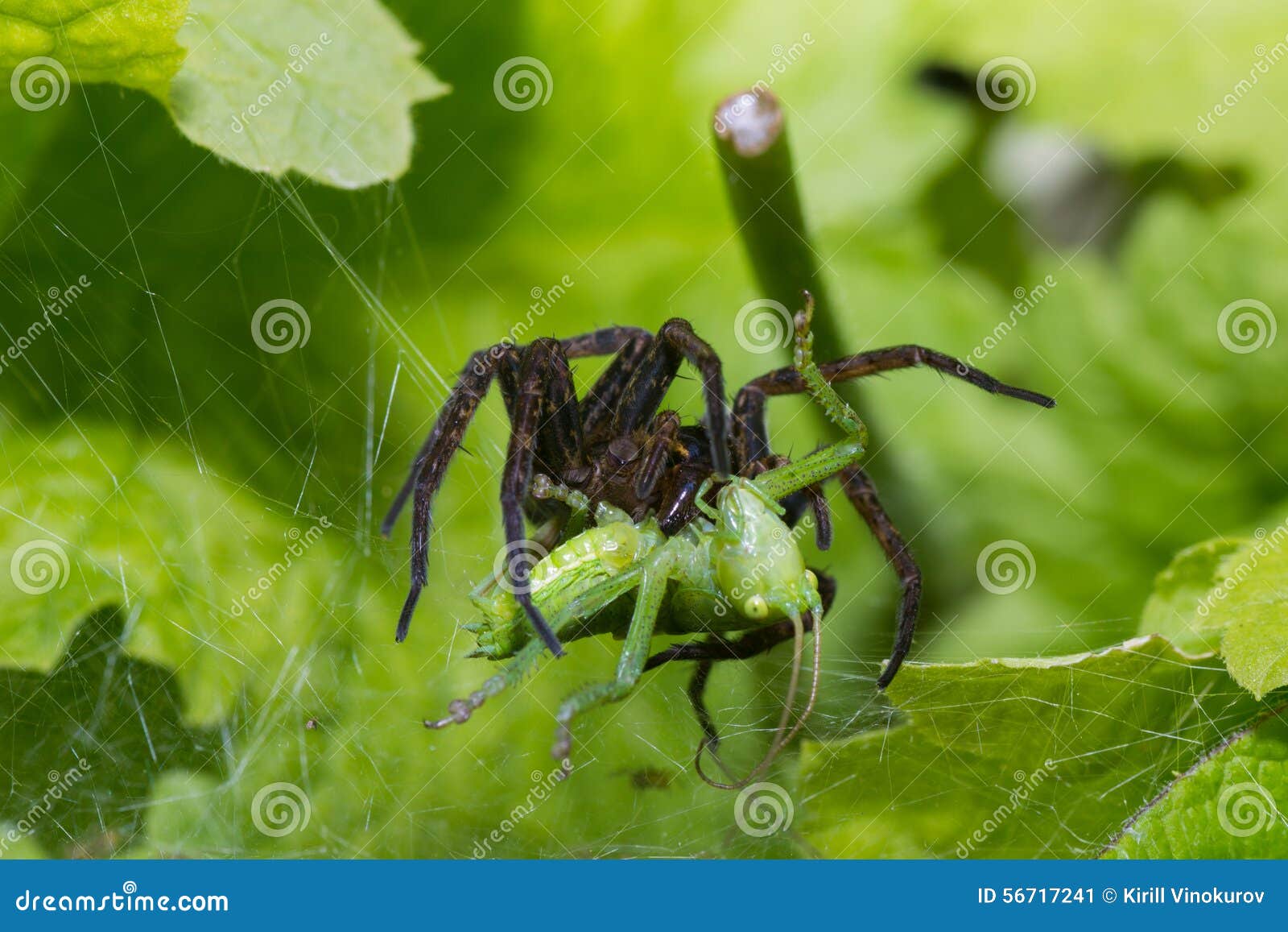 1,921 Spider Eating Web Stock Photos - Free & Royalty-Free Stock Photos ...