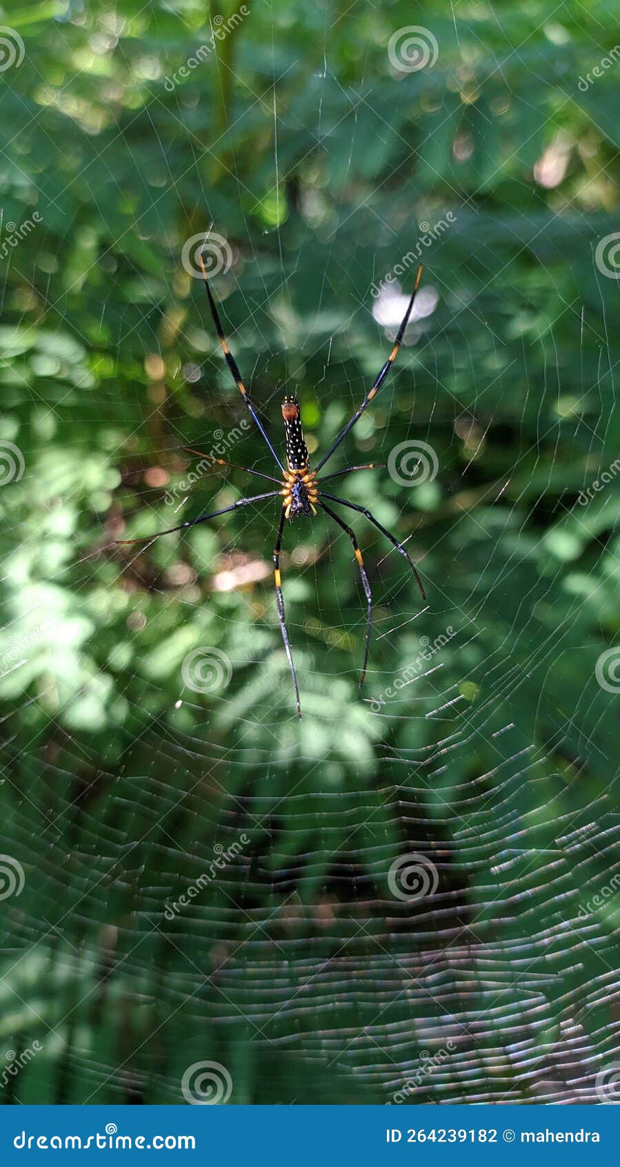 Spider in Nature Forest Waiting for Prey Stock Photo - Image of forest ...