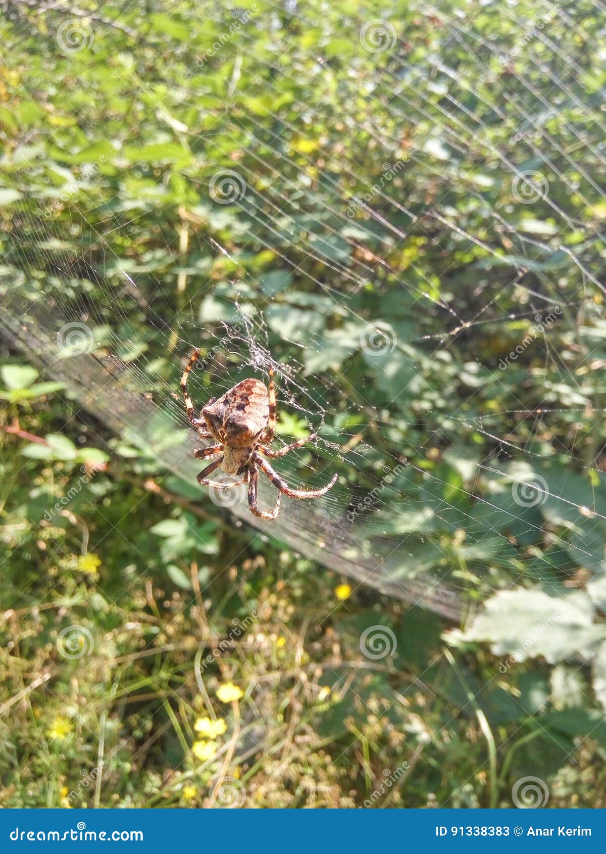 Spider in nature stock image. Image of spider, nature - 91338383