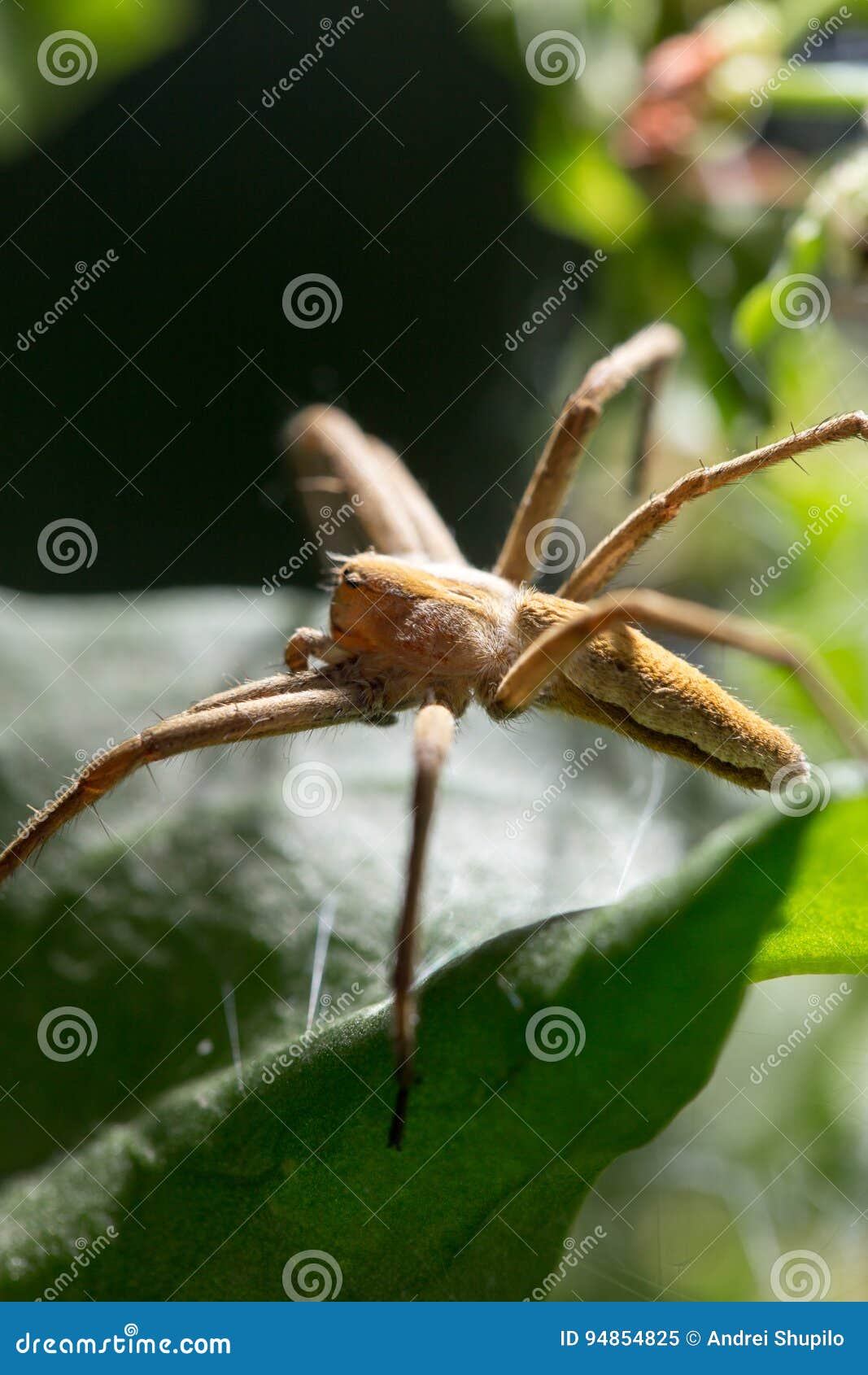 Spider in nature. marco stock image. Image of nature - 94854825