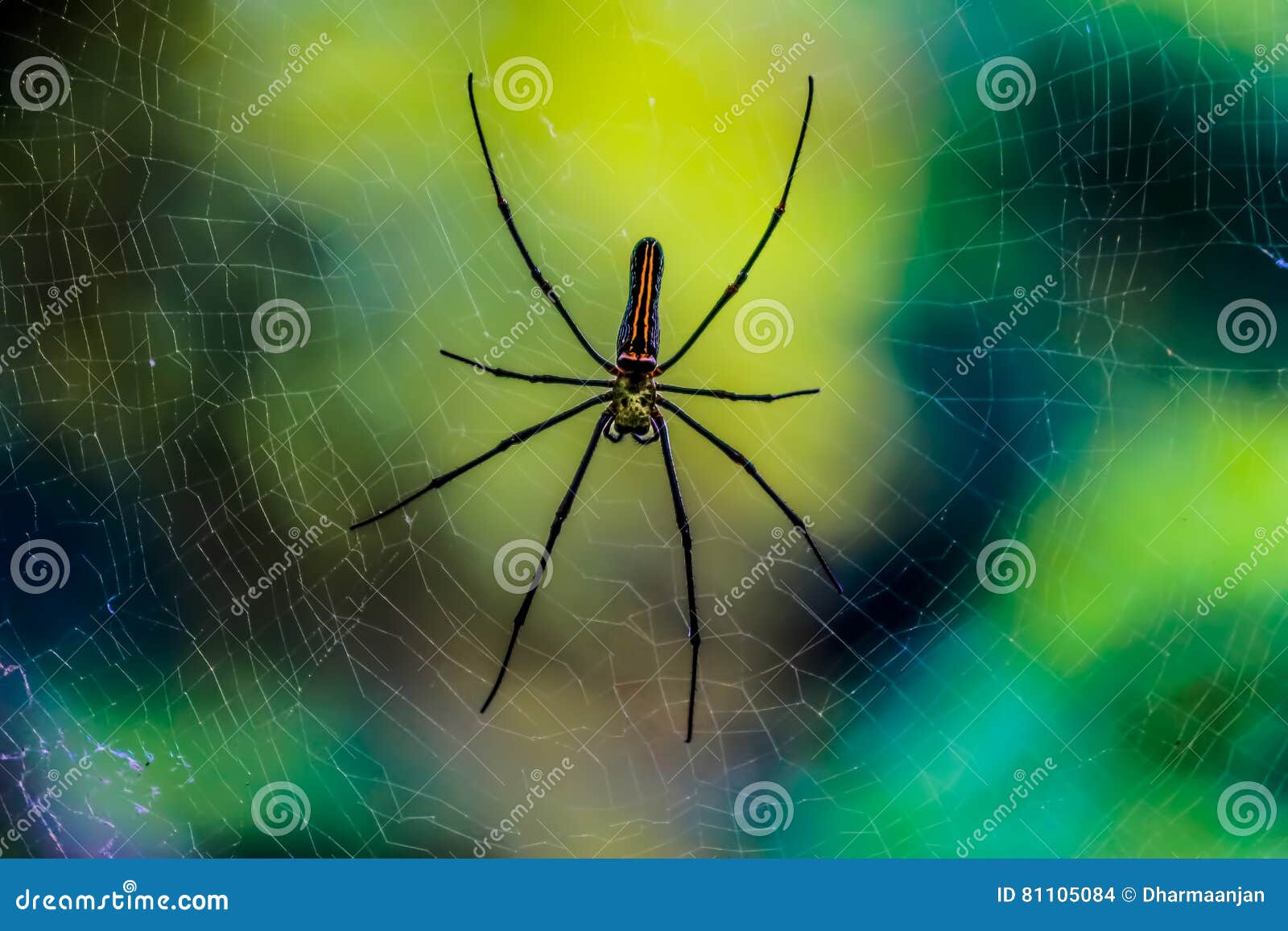 Spider a Nature`s Creation on Its Net Stock Photo - Image of forest ...