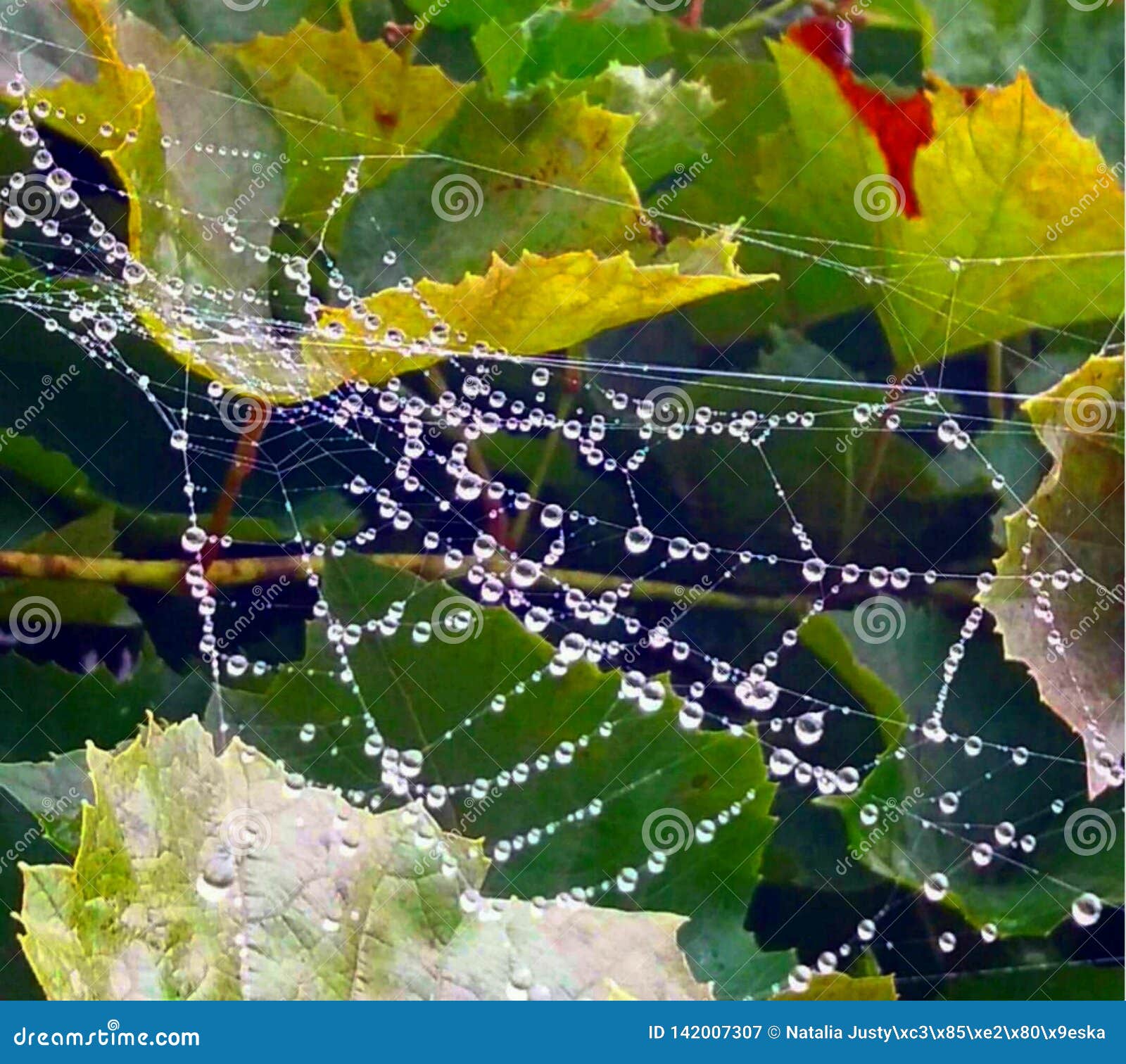 Spider work stock image. Image of water, rain, work - 142007307