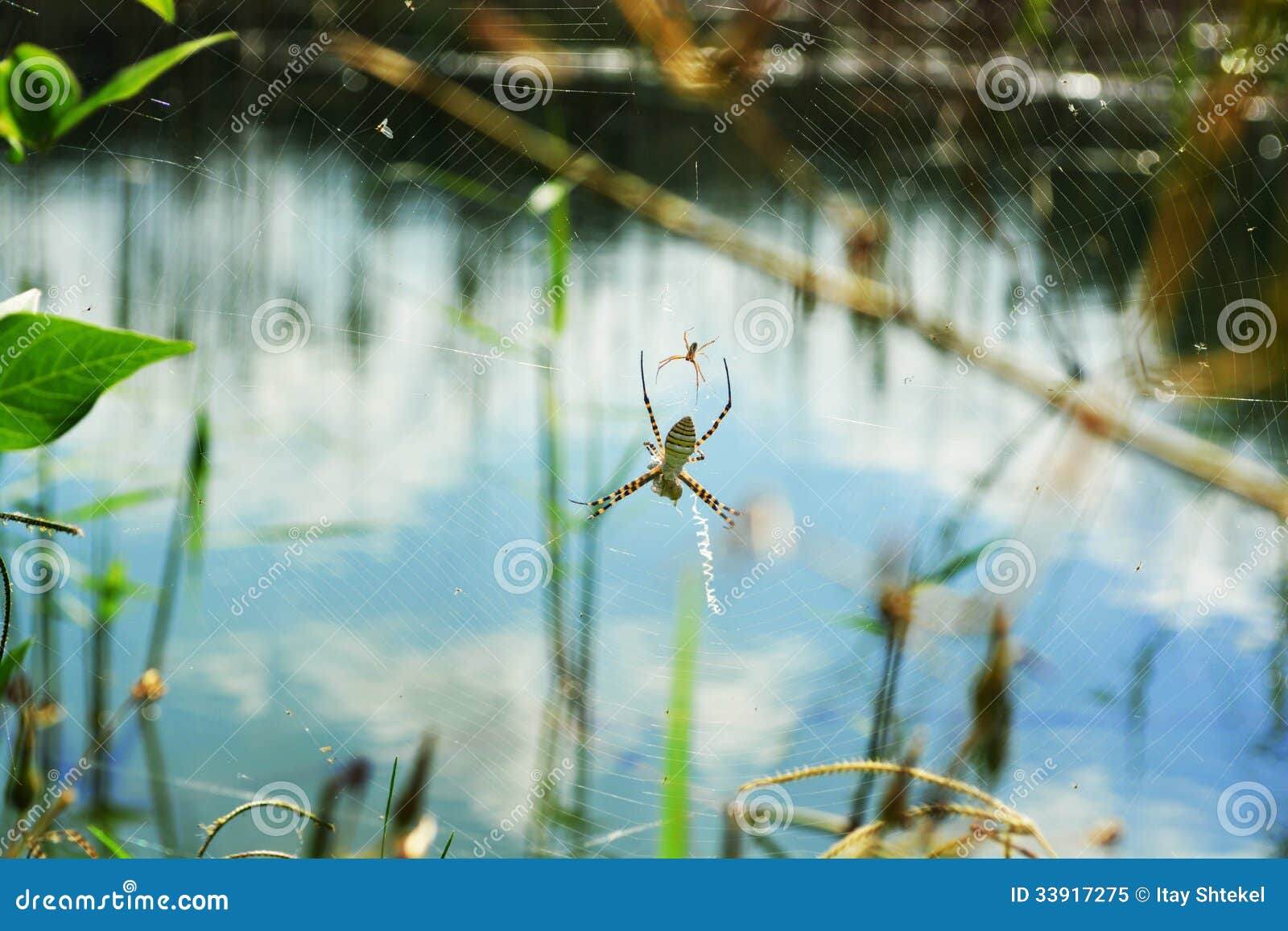Spider near the Swamp stock image. Image of trap, pond - 33917275