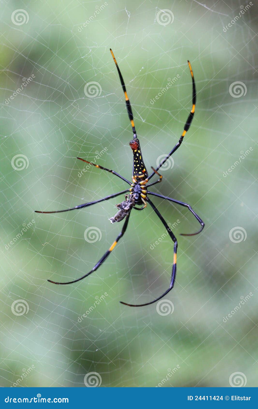 Spider (Nephila pilipes) stock photo. Image of spider - 24411424