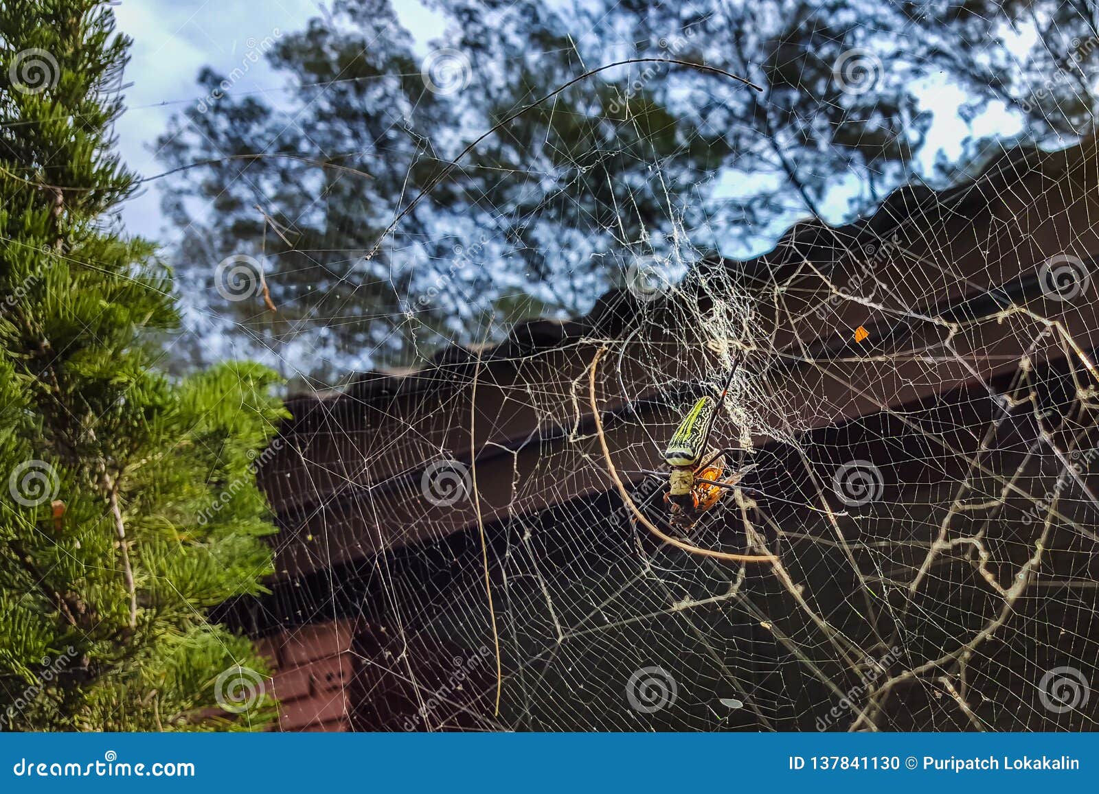 Spider, Nephila Pilipes Eating Its Prey on the Spider Web Stock Photo ...