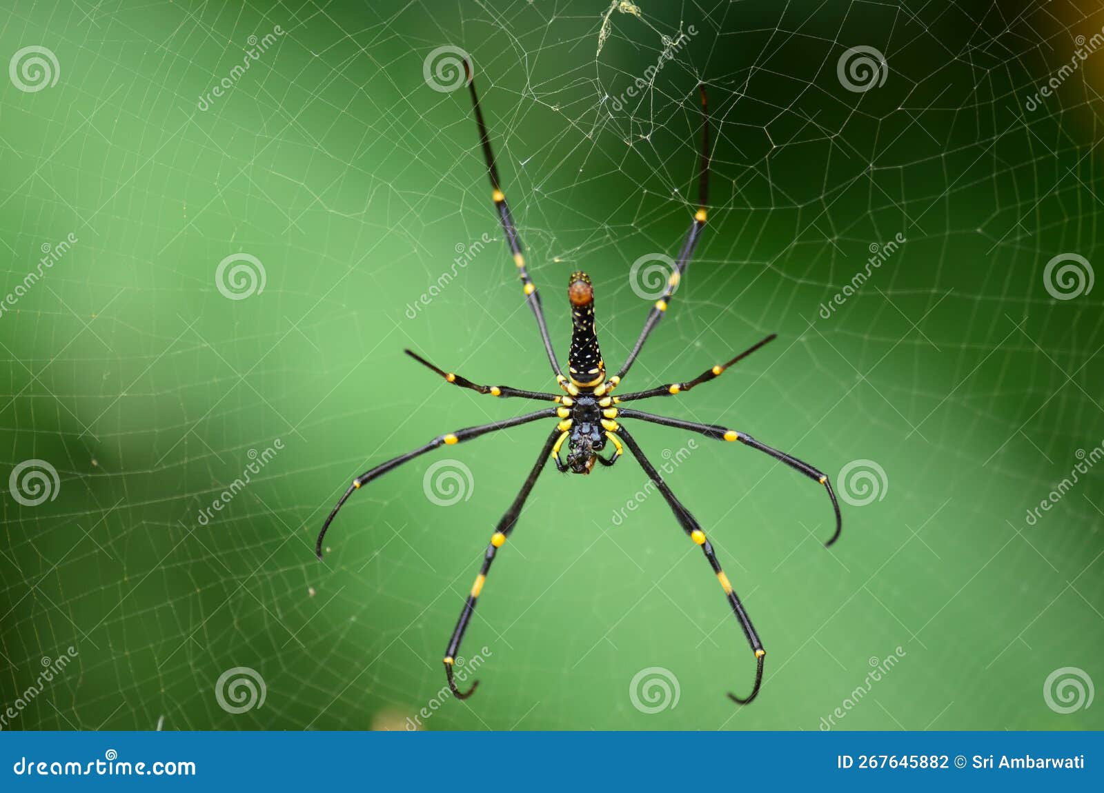 A Spider (nephilinae) is Making Its Own Web Stock Photo - Image of ...