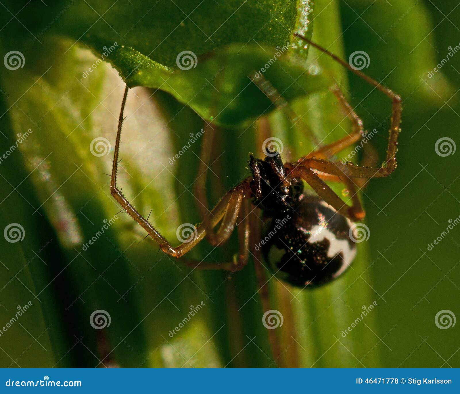 Spider Neriene peltata stock photo. Image of field, design - 46471778