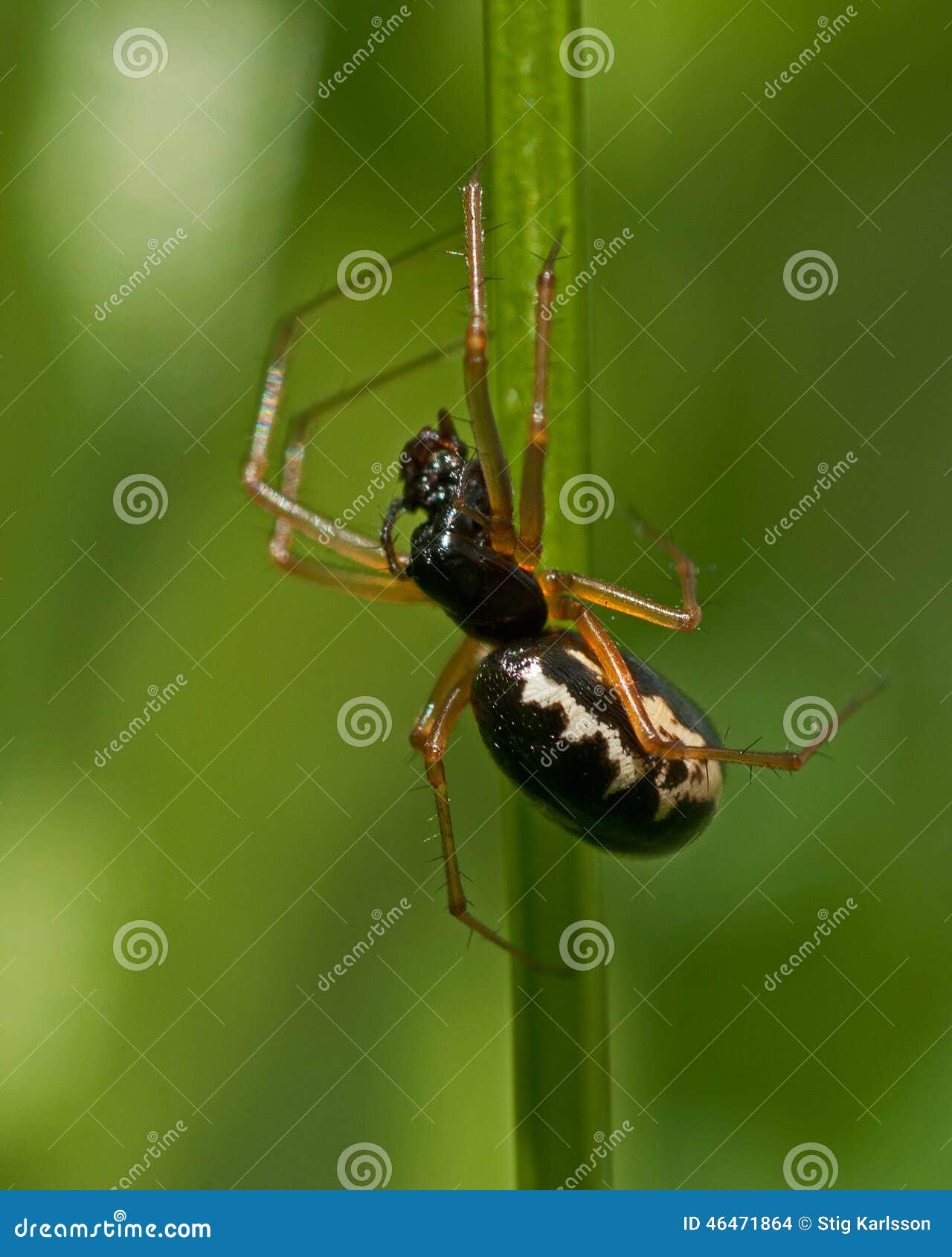 Spider Neriene peltata stock photo. Image of color, field - 46471864