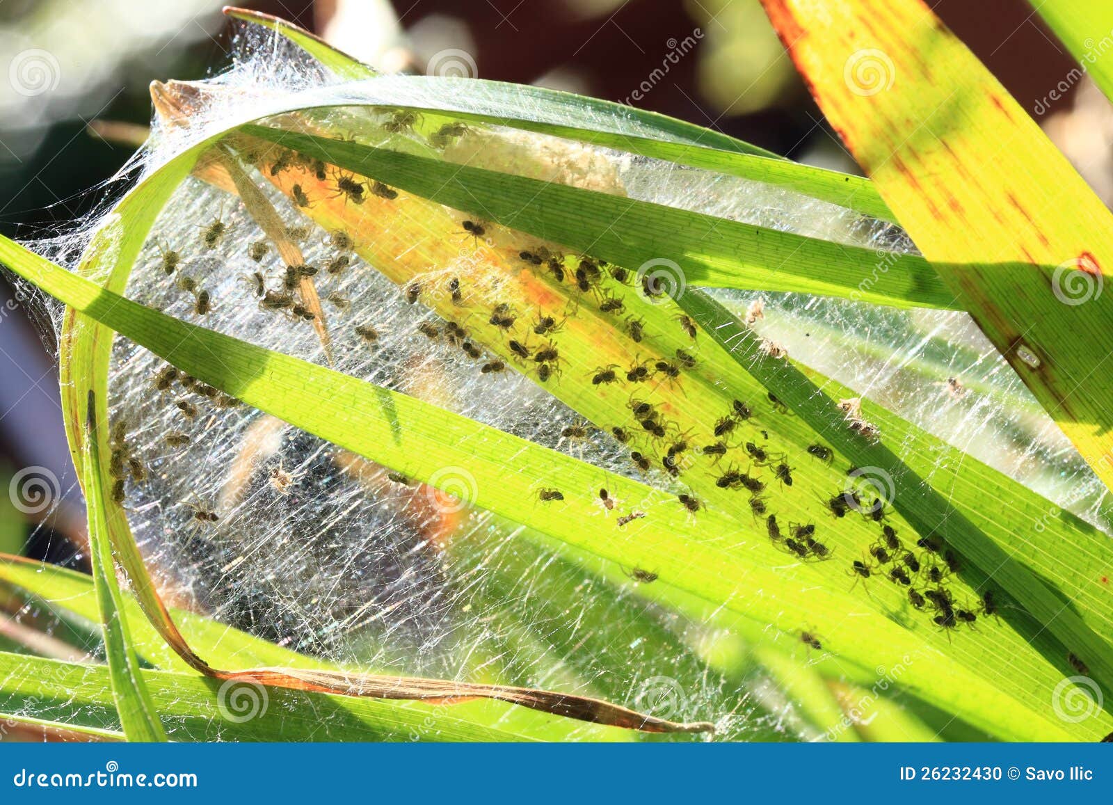 Spider nest stock photo. Image of nature, common, leaf - 26232430
