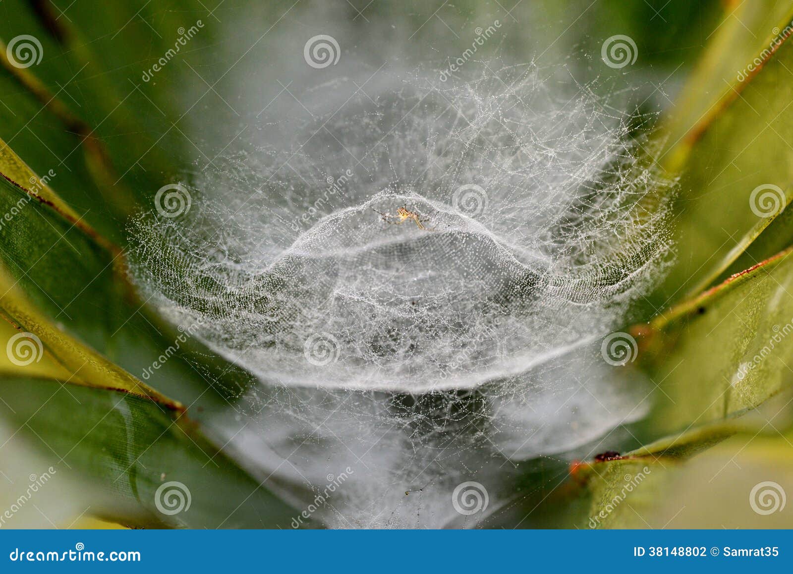 Spider Nest stock photo. Image of wildlife, cylinder - 38148802