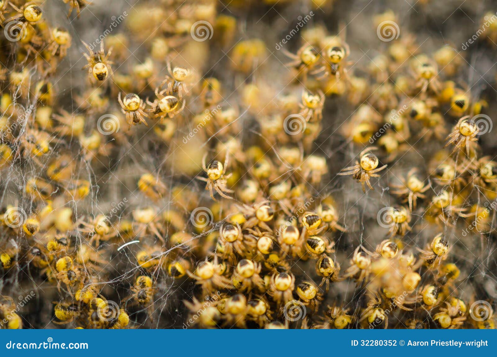 Spider Nest 2 stock photo. Image of yellow, arachnid - 32280352