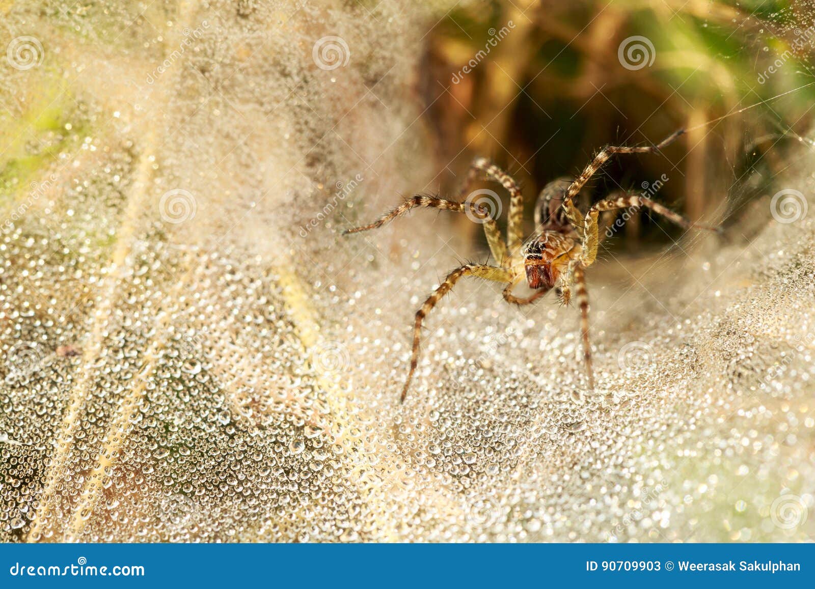 Spider in a nest stock image. Image of green, bubble - 90709903