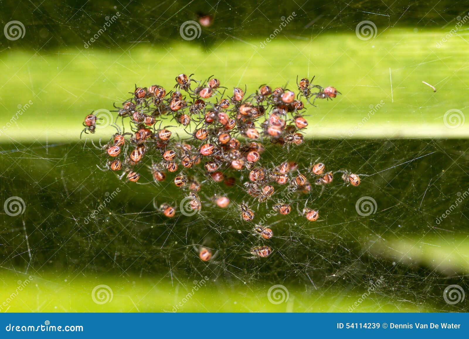 Spider nest stock image. Image of environment, creepy - 54114239