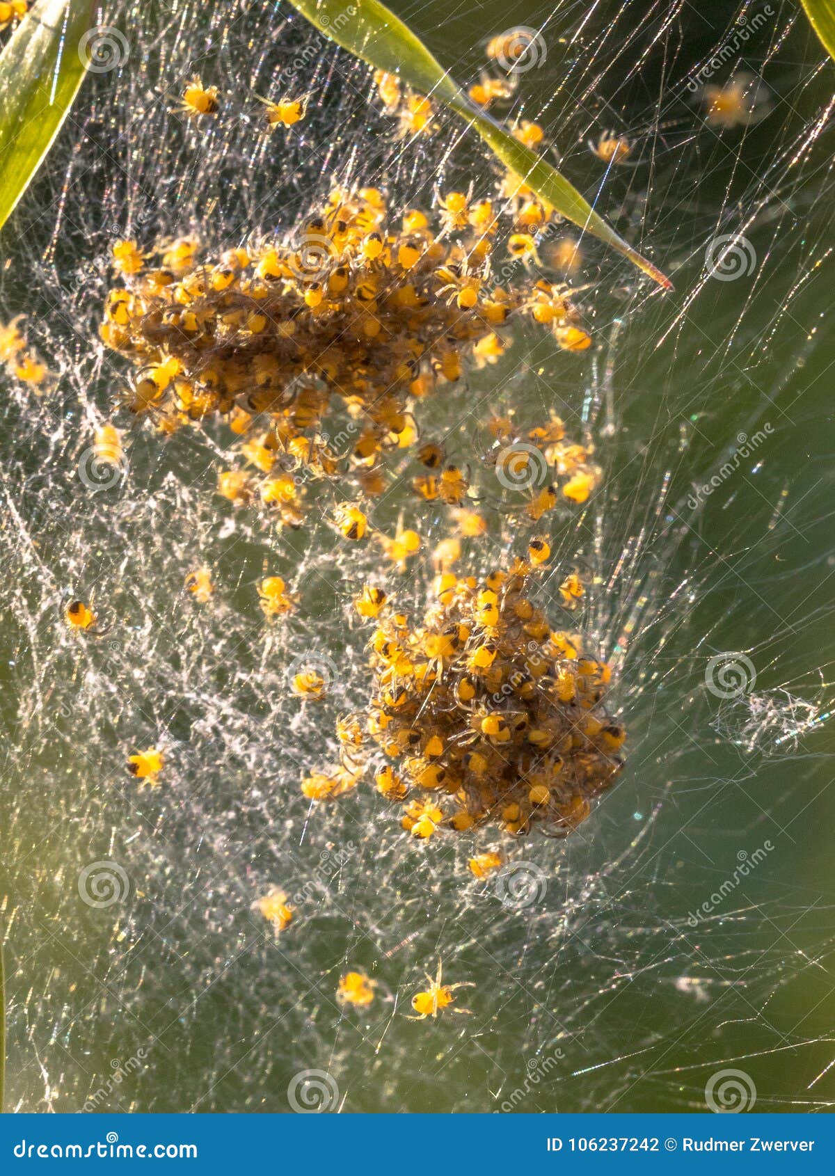 Spider Nest With Small Yellow Garden Spiders Stock Photo ...