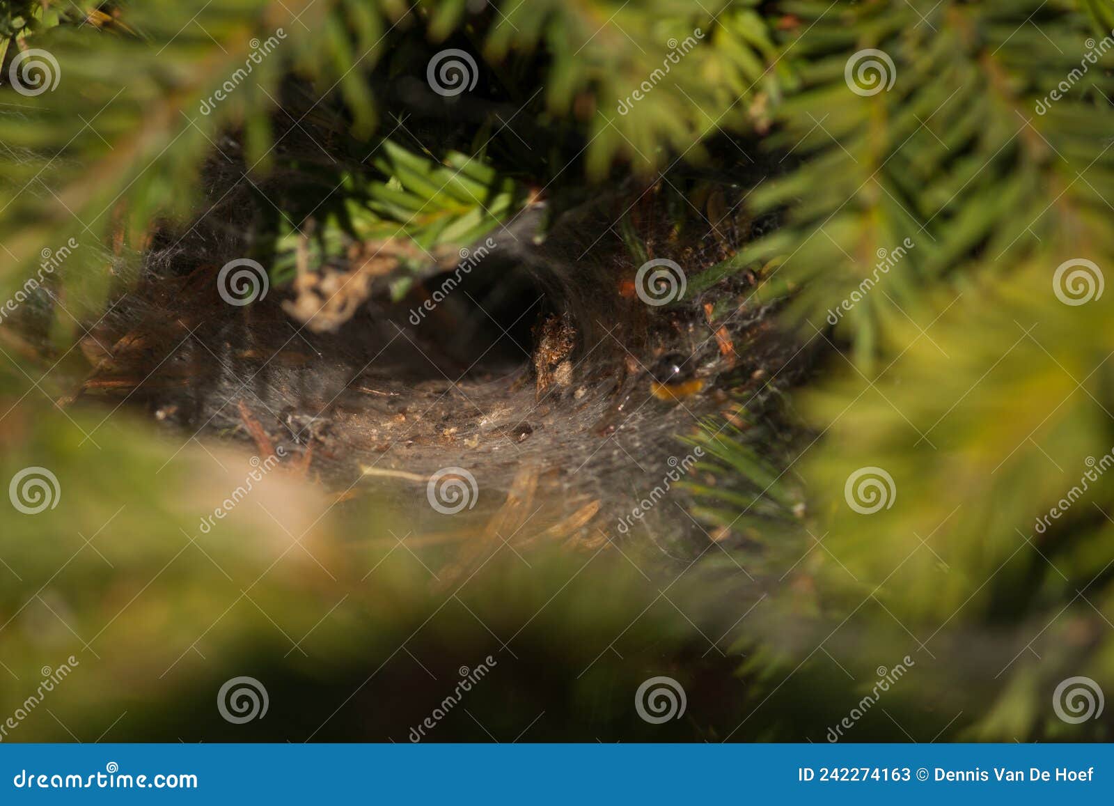 Spider Nest in the sun stock image. Image of summer - 242274163