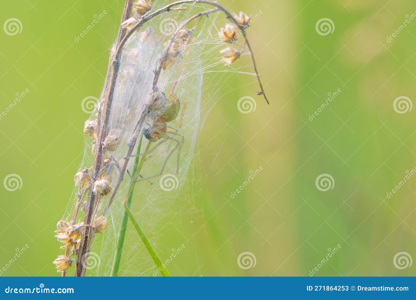 Spider nest stock image. Image of silk, spider, wild - 271864253