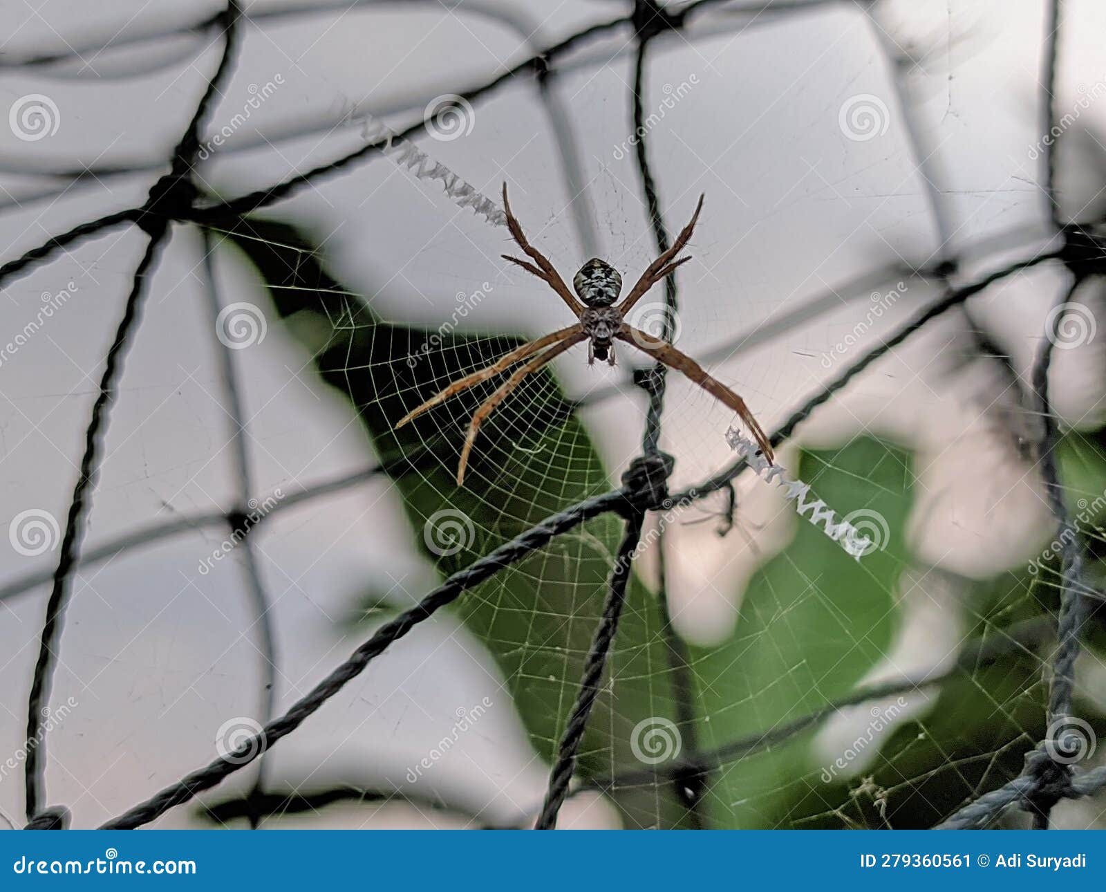 Spider Nesting in an Iron Fence Stock Image - Image of spider, nesting ...
