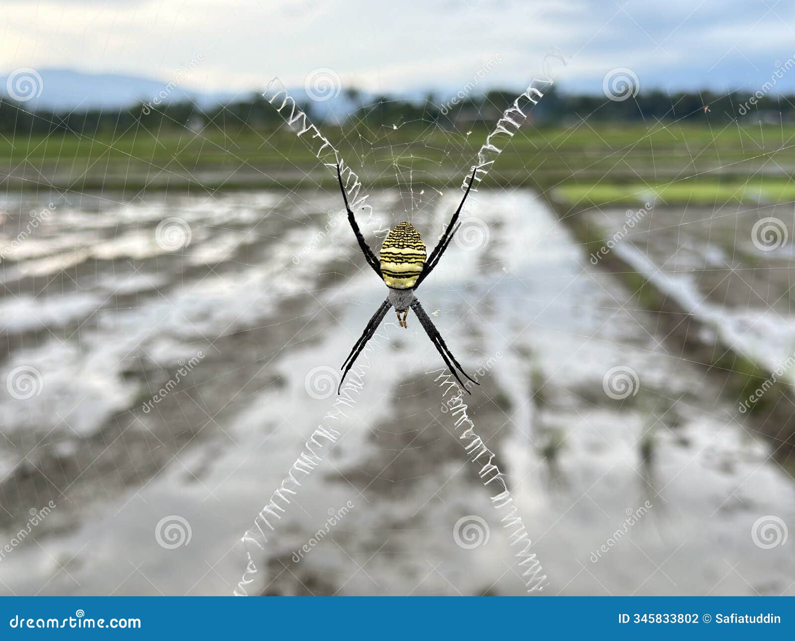 A Spider Nestled in Its Web with the Sky Behind Stock Photo - Image of ...