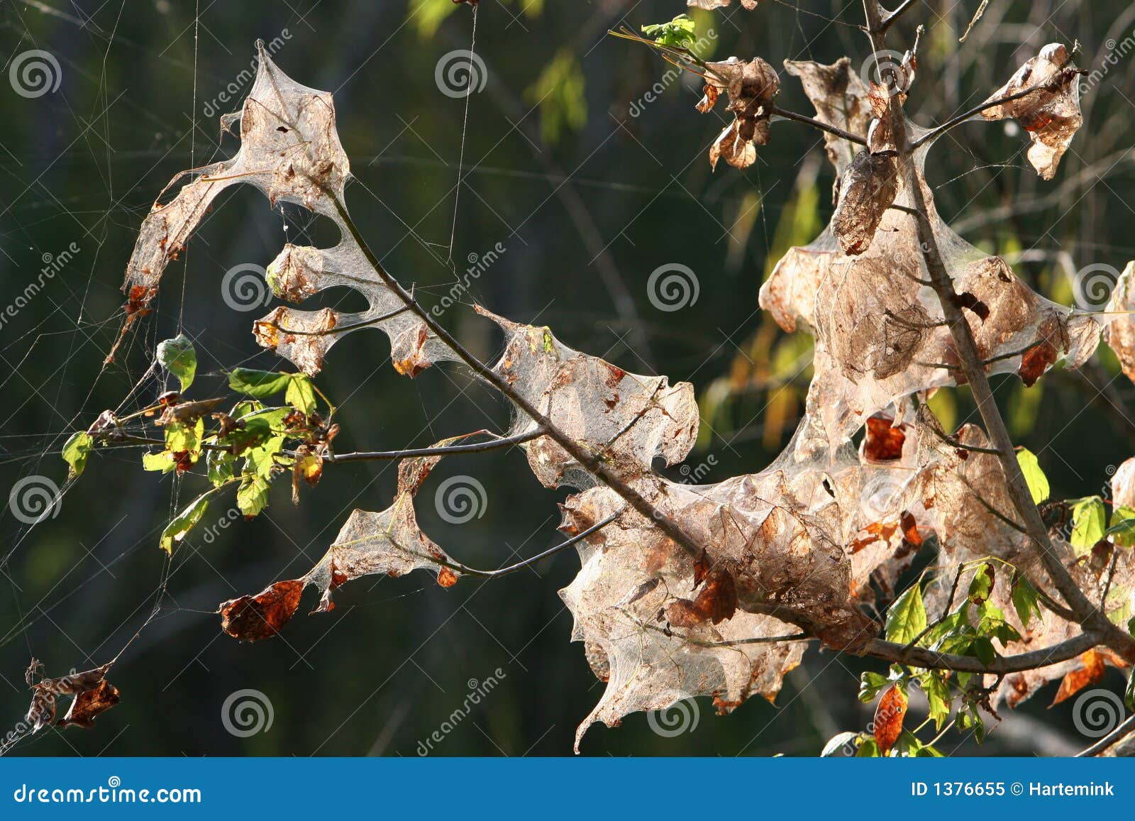 Spider Nests Hanging in the Trees Stock Image - Image of leaves ...