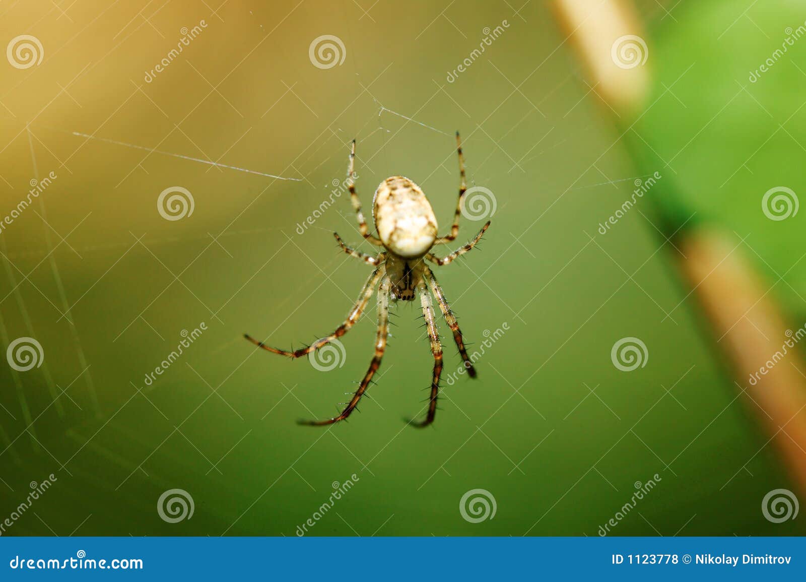 Spider on net stock photo. Image of full, legs, single - 1123778