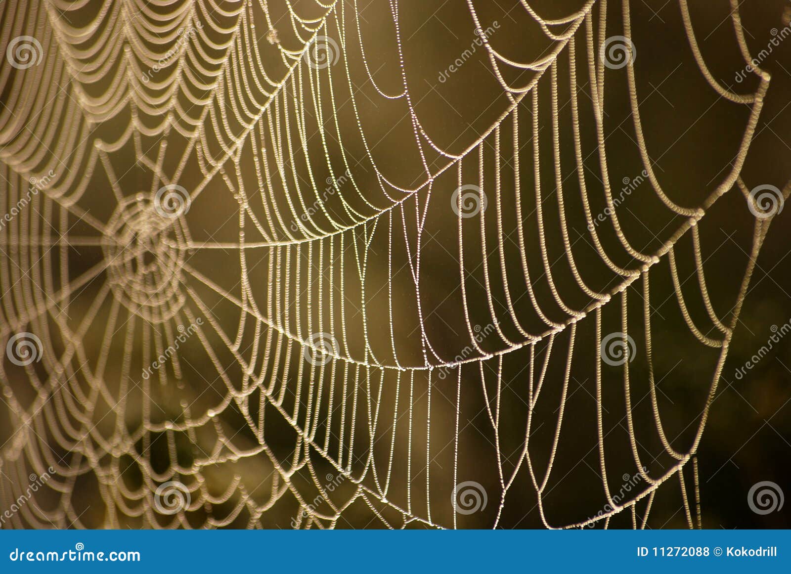 Spider net stock photo. Image of black, geometry, natural - 11272088