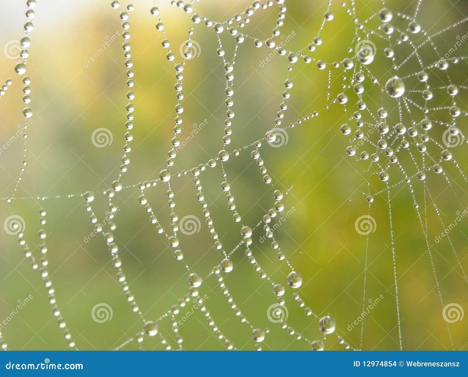 Spider net stock photo. Image of background, nature, green - 12974854