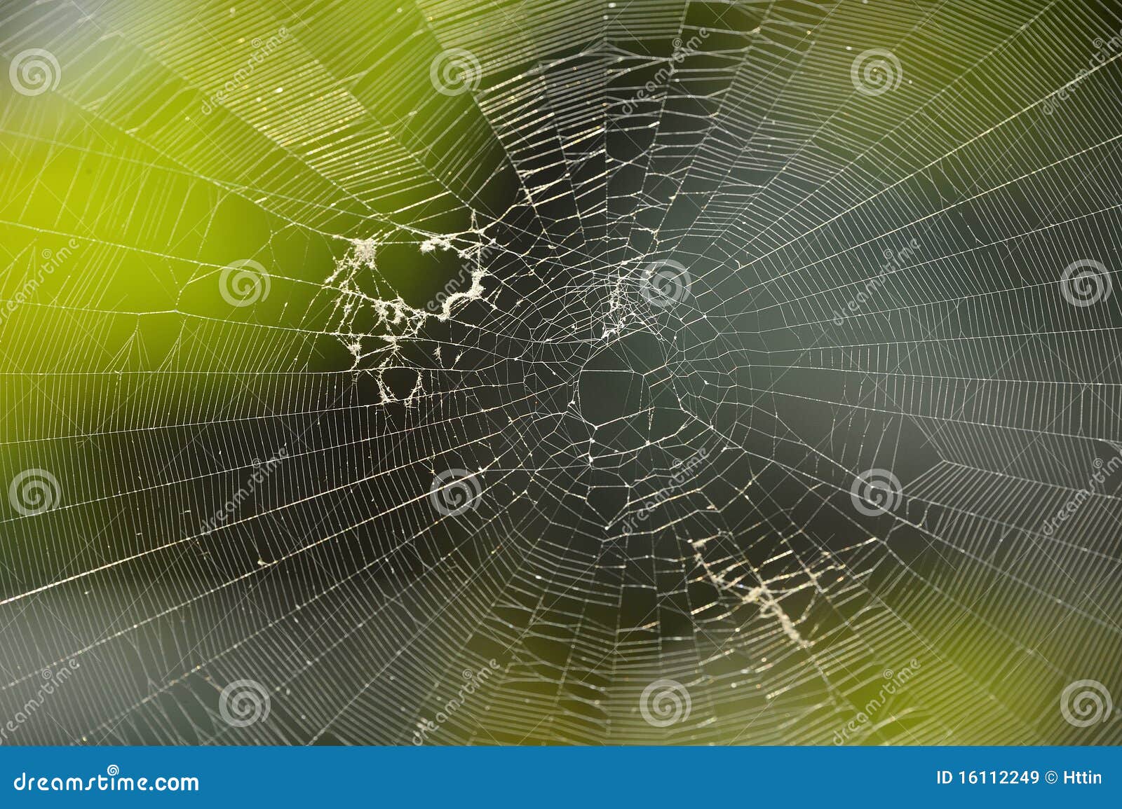 Spider Net stock image. Image of capture, simple, grab - 16112249
