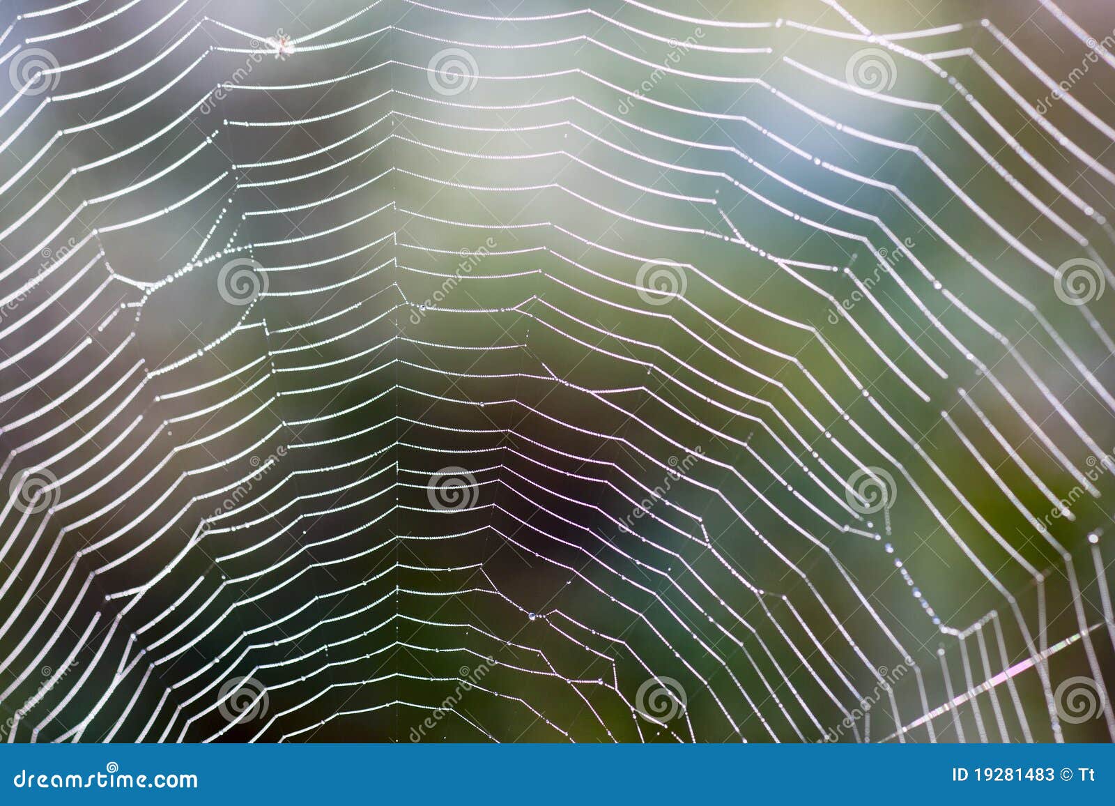 Spider net stock image. Image of raindrop, water, mist - 19281483