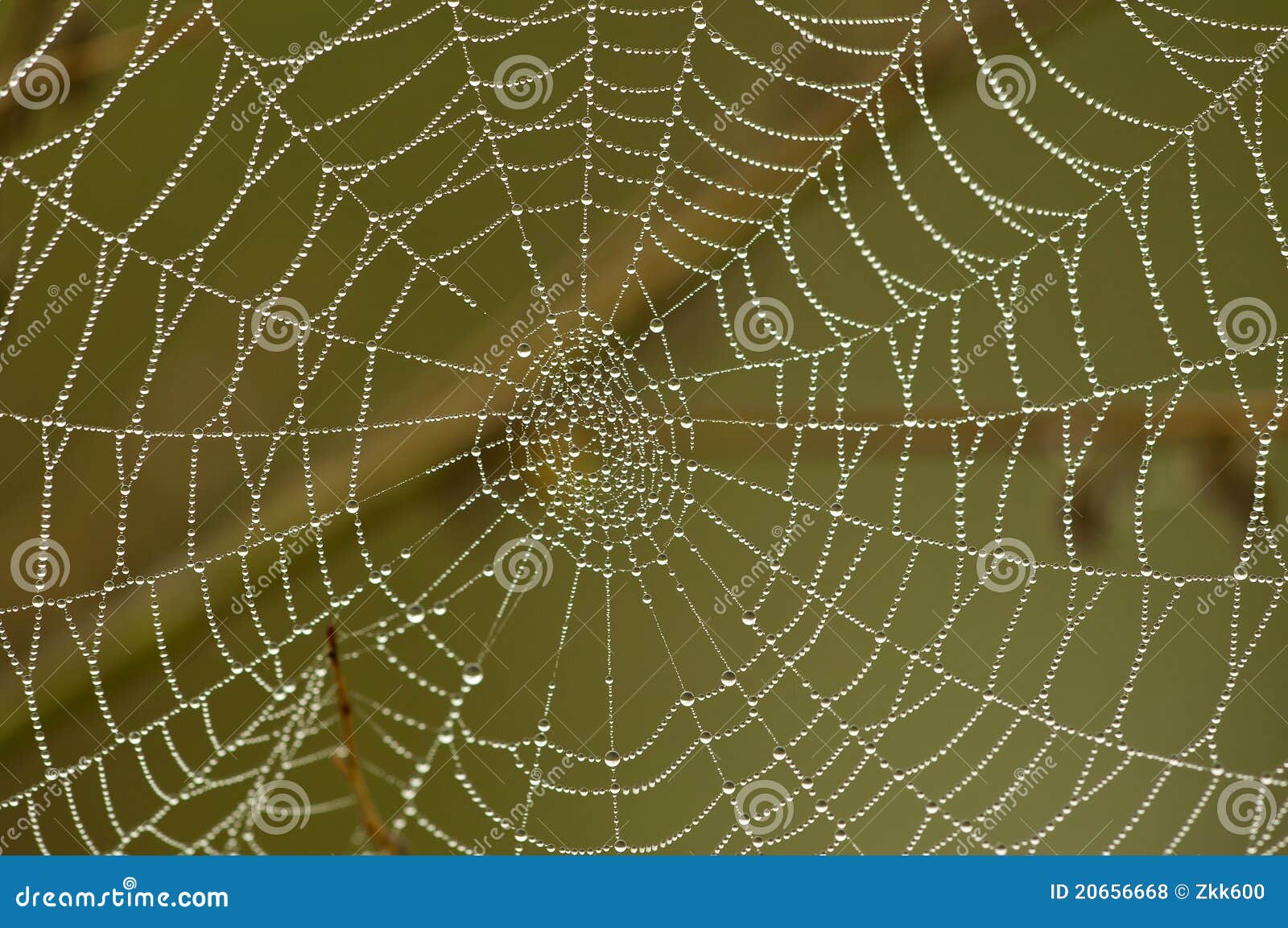 Spider net stock photo. Image of network, water, drip - 20656668
