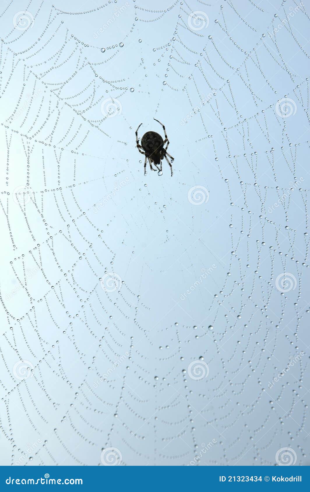 Spider net stock photo. Image of intricacy, black, macro - 21323434
