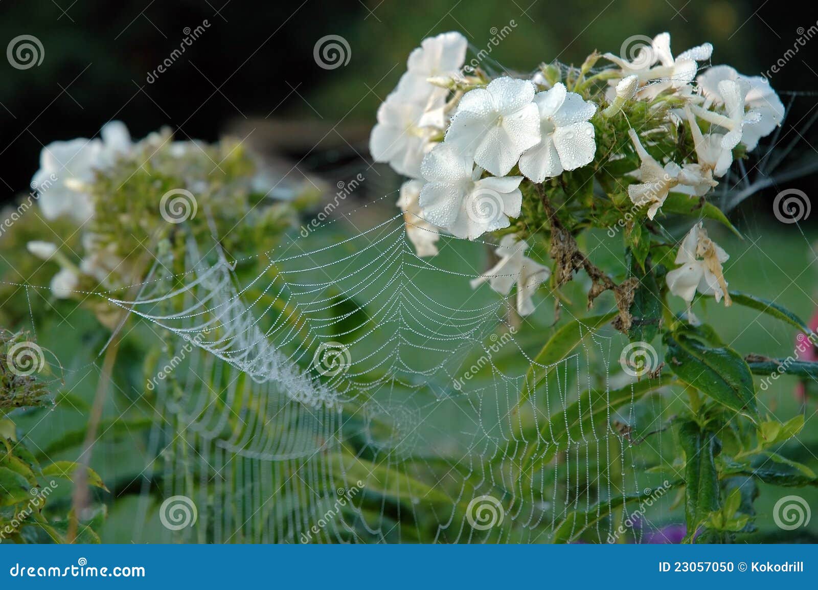 Spider net stock photo. Image of design, macro, details - 23057050