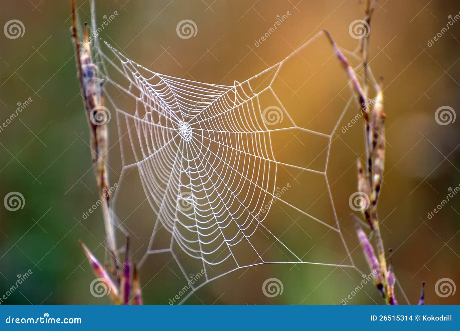 Spider net stock photo. Image of macro, network, natural - 26515314