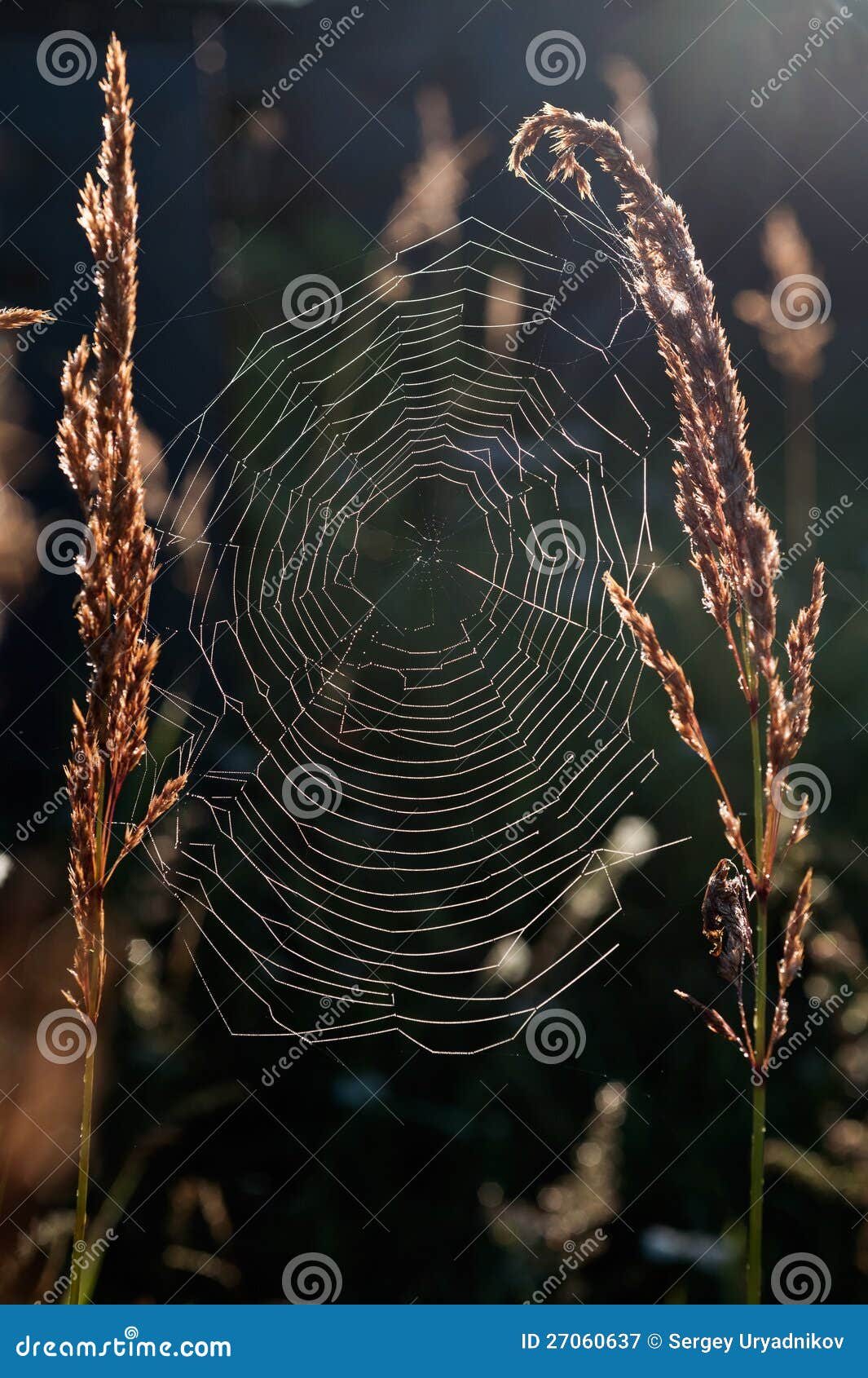 Spider net stock image. Image of simple, network, nature - 27060637
