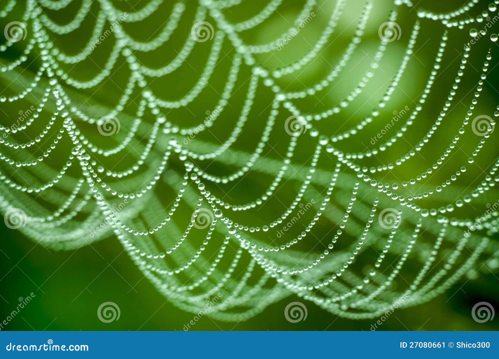 Spider net stock image. Image of macro, summer, beautiful - 27080661